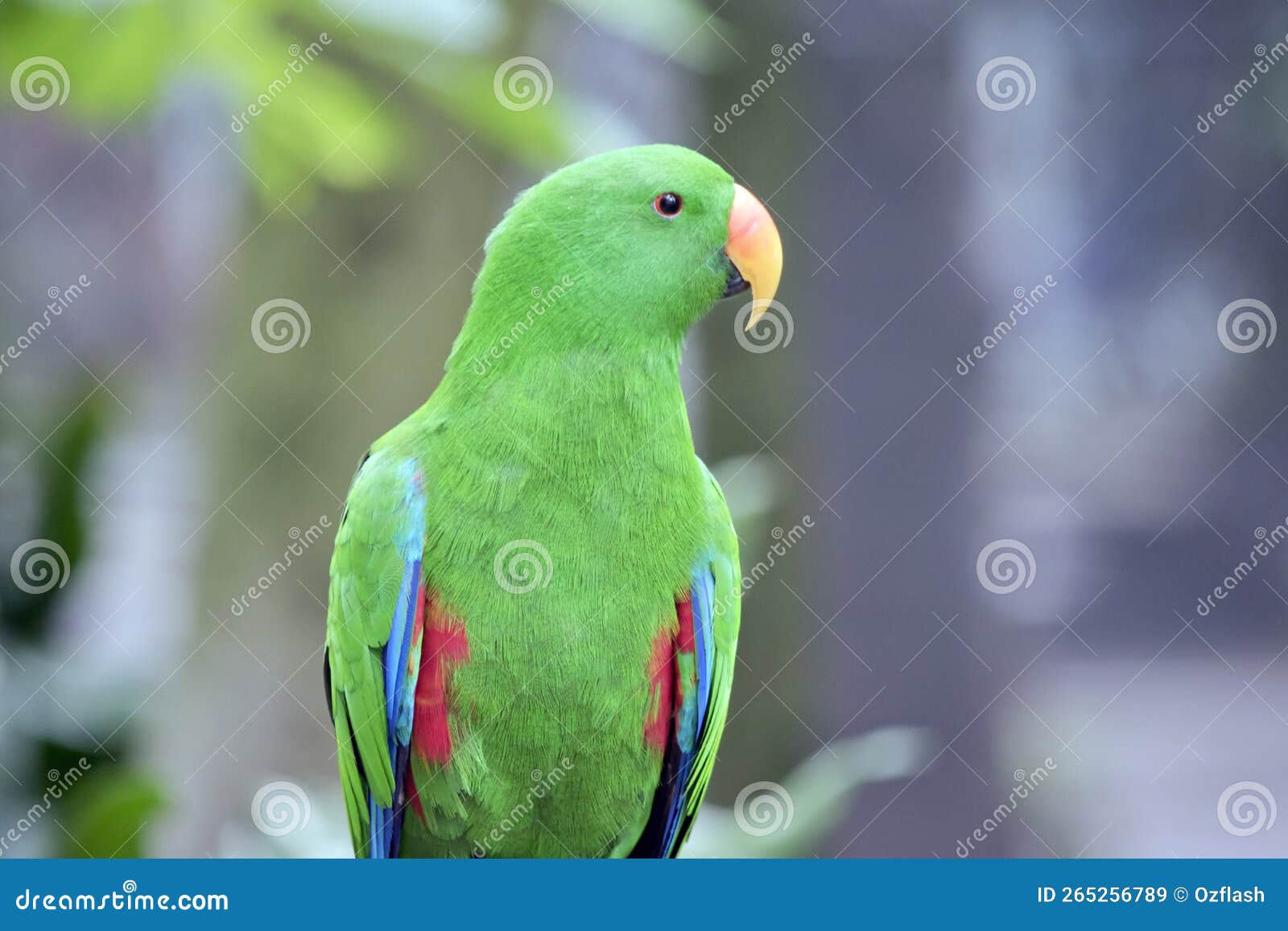 This is a Close Up of an Eclectus Parrot Stock Image - Image of brown ...
