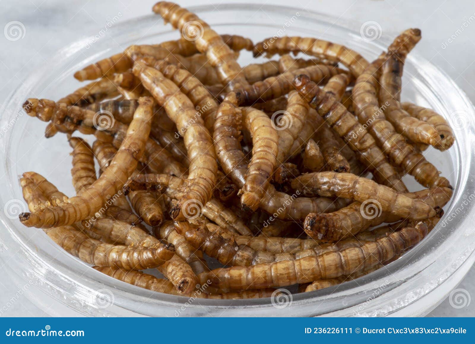 Close-up of edible insects stock image. Image of insect - 236226111