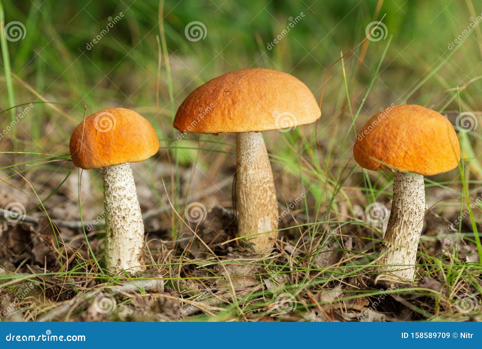 Edible Mushrooms in a Forest Stock Image - Image of season, natural ...
