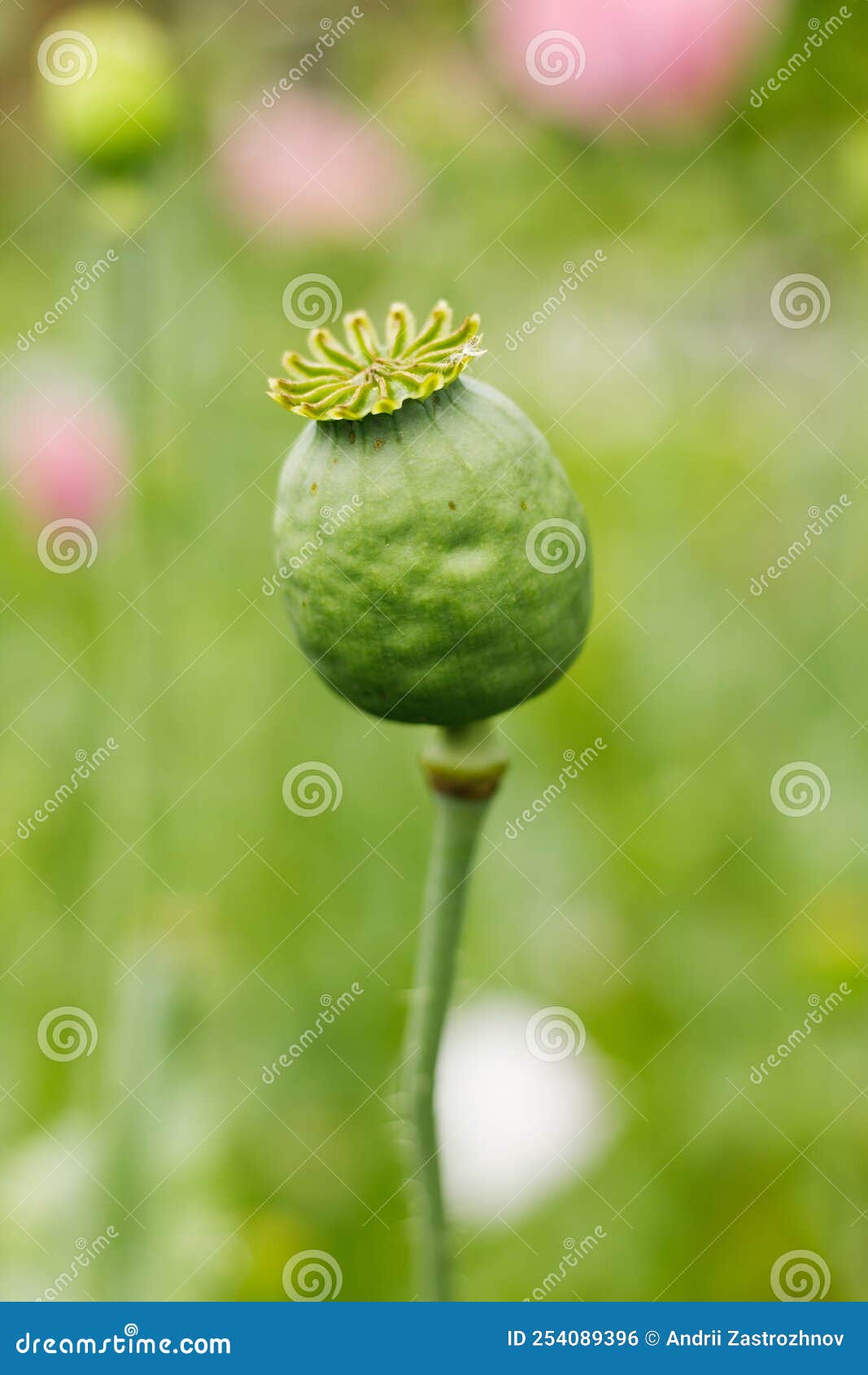 Close-up of Edible Poppy, Plant. Vertically Stock Photo - Image of ...
