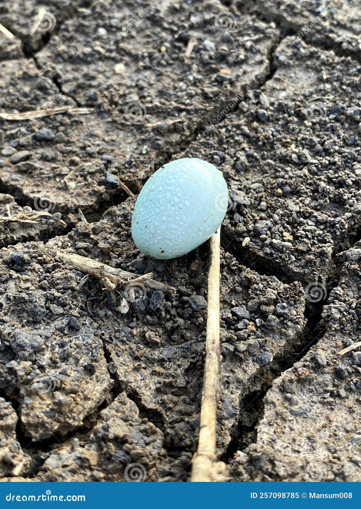 Egg bird on the ground stock image. Image of background - 257098785
