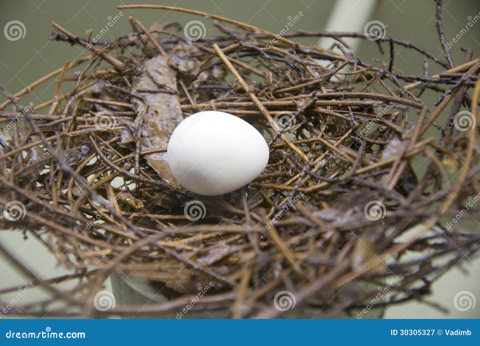 Egg in a nest stock image. Image of fragile, natural - 30305327