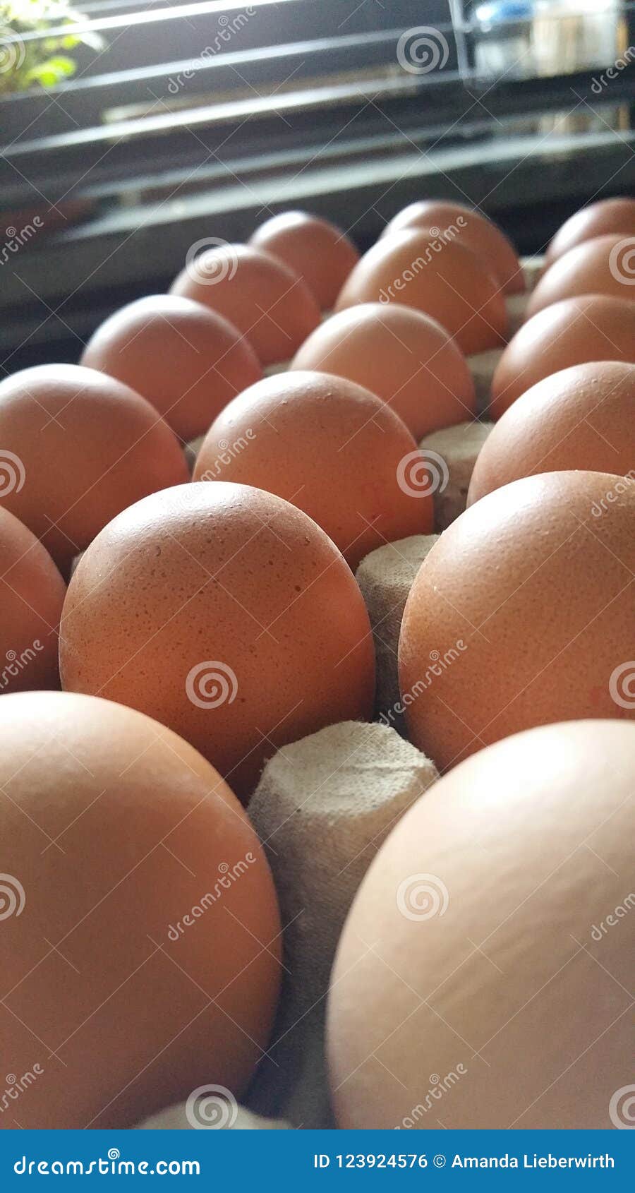 Close-up from Eggs on a Row Stock Photo - Image of brown, eggs: 123924576