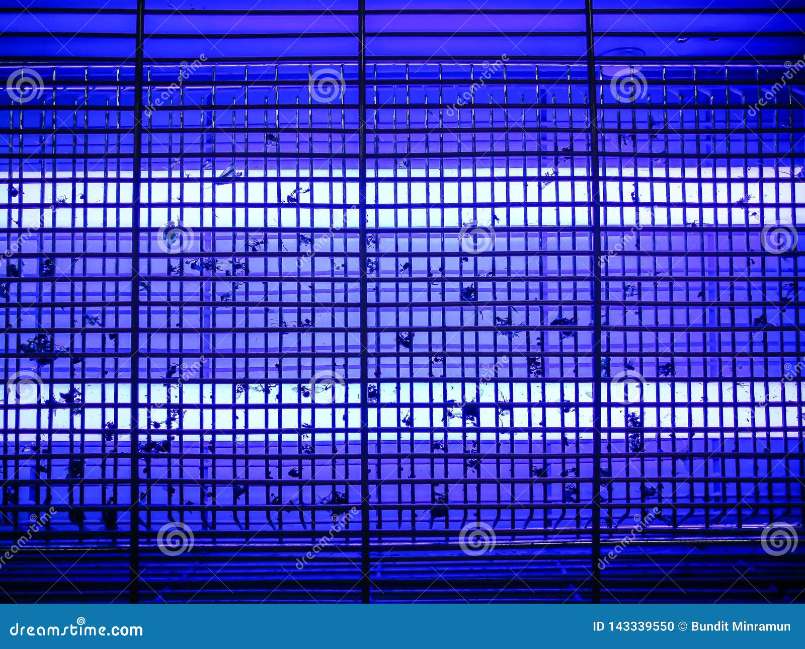 The Close Up Electronic Blue Light Insect Killer. Stock Photo - Image ...