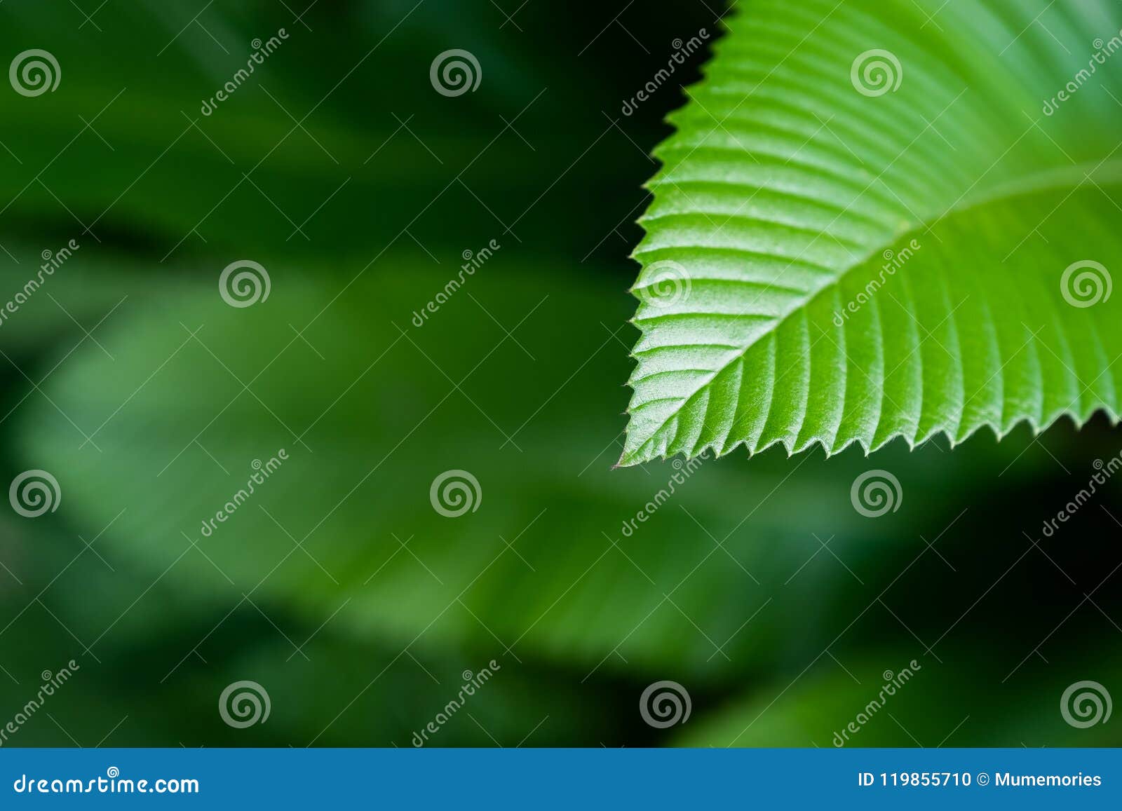 Close-up Elegance Deep Green Stock Photo - Image of decor, color: 119855710