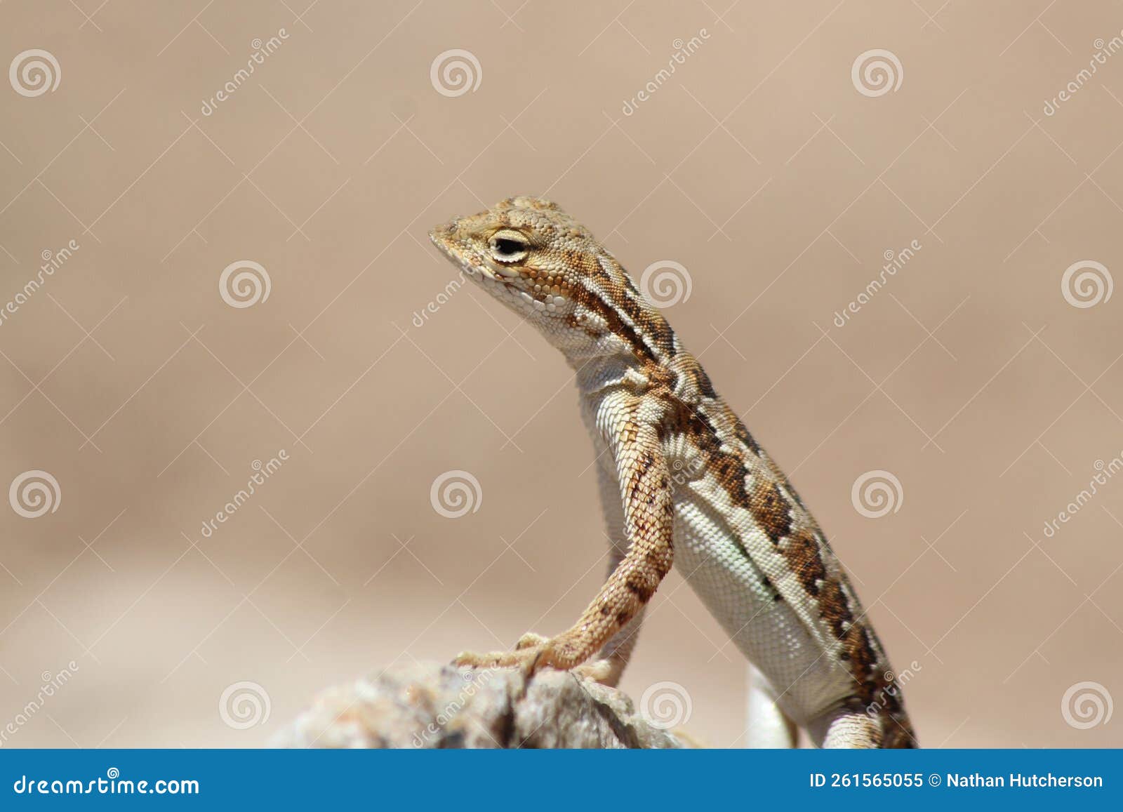 Close Up Elegant Earless Lizard, Holbrooki Elegans Stock Image - Image ...
