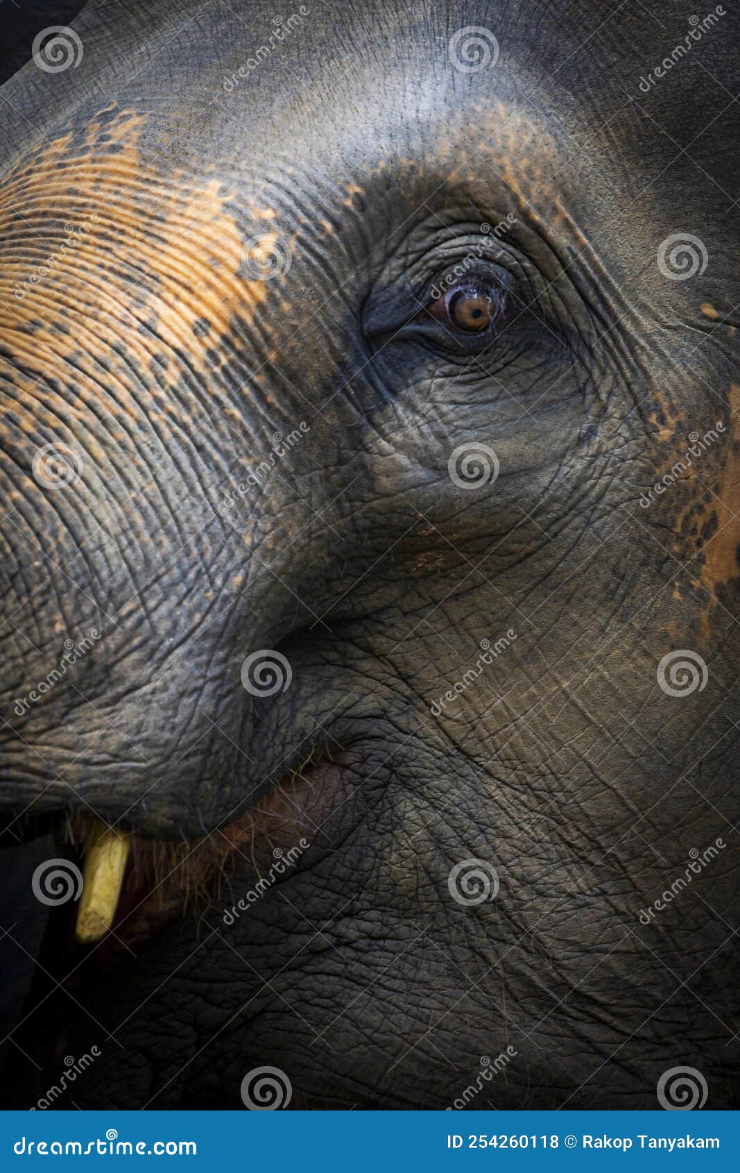Close Up of Elephant, Dramatic Portrait Animal Stock Photo - Image of ...