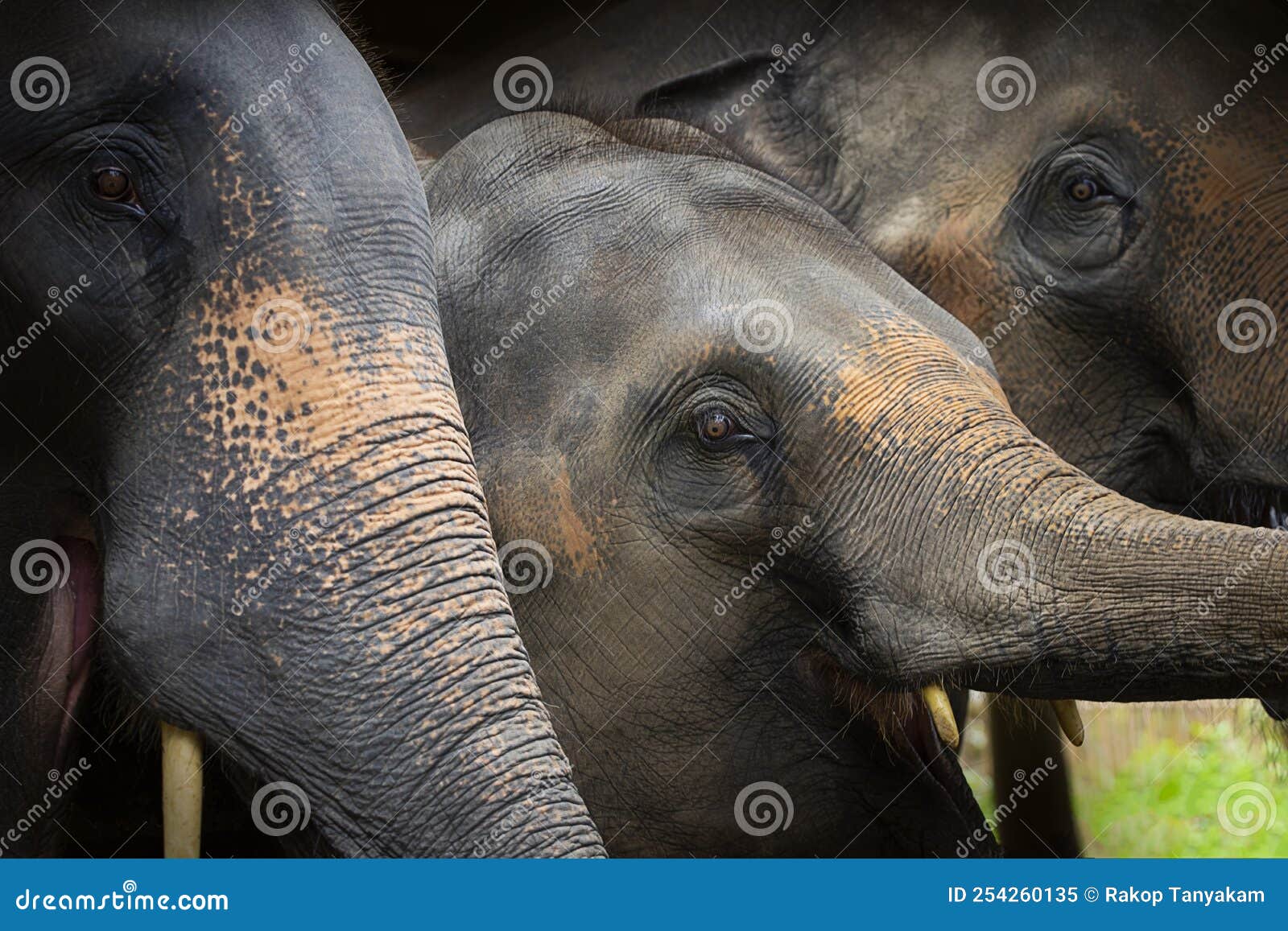 Close Up of Elephant, Dramatic Portrait Animal Stock Image - Image of ...