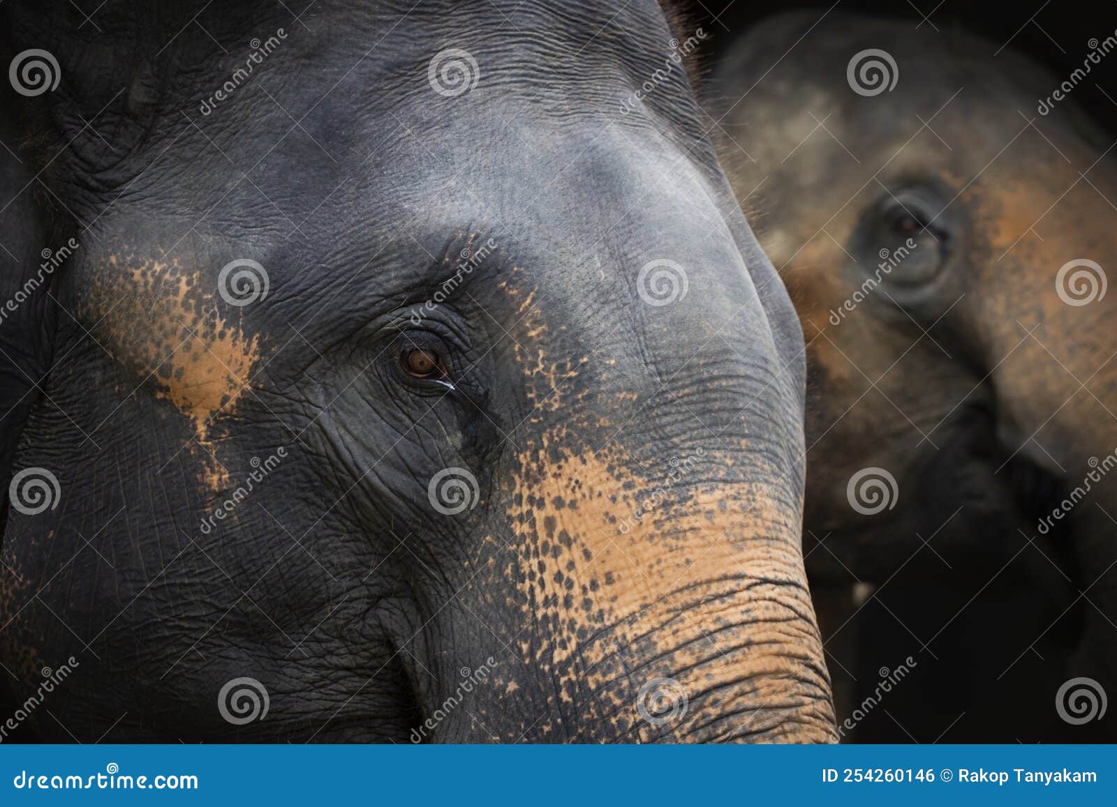 Close Up of Elephant, Dramatic Portrait Animal Stock Photo - Image of ...