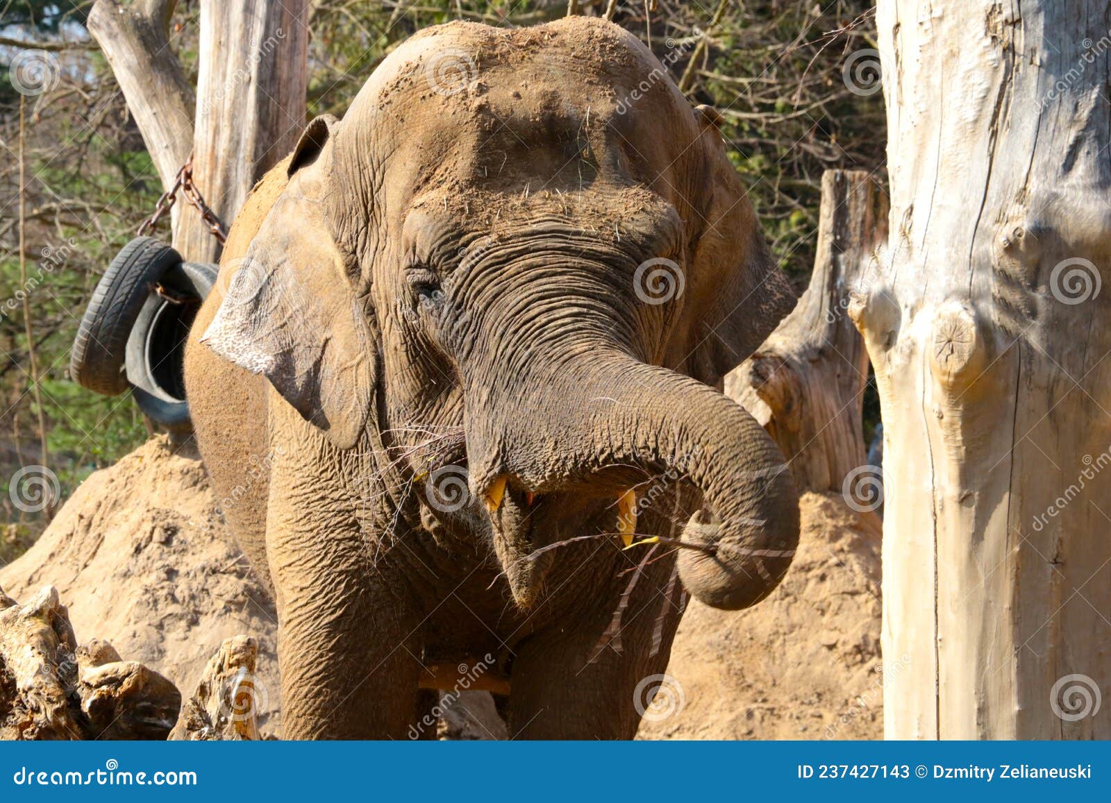 Close-up of an Elephant Eating Tree Branches. Stock Image - Image of ...