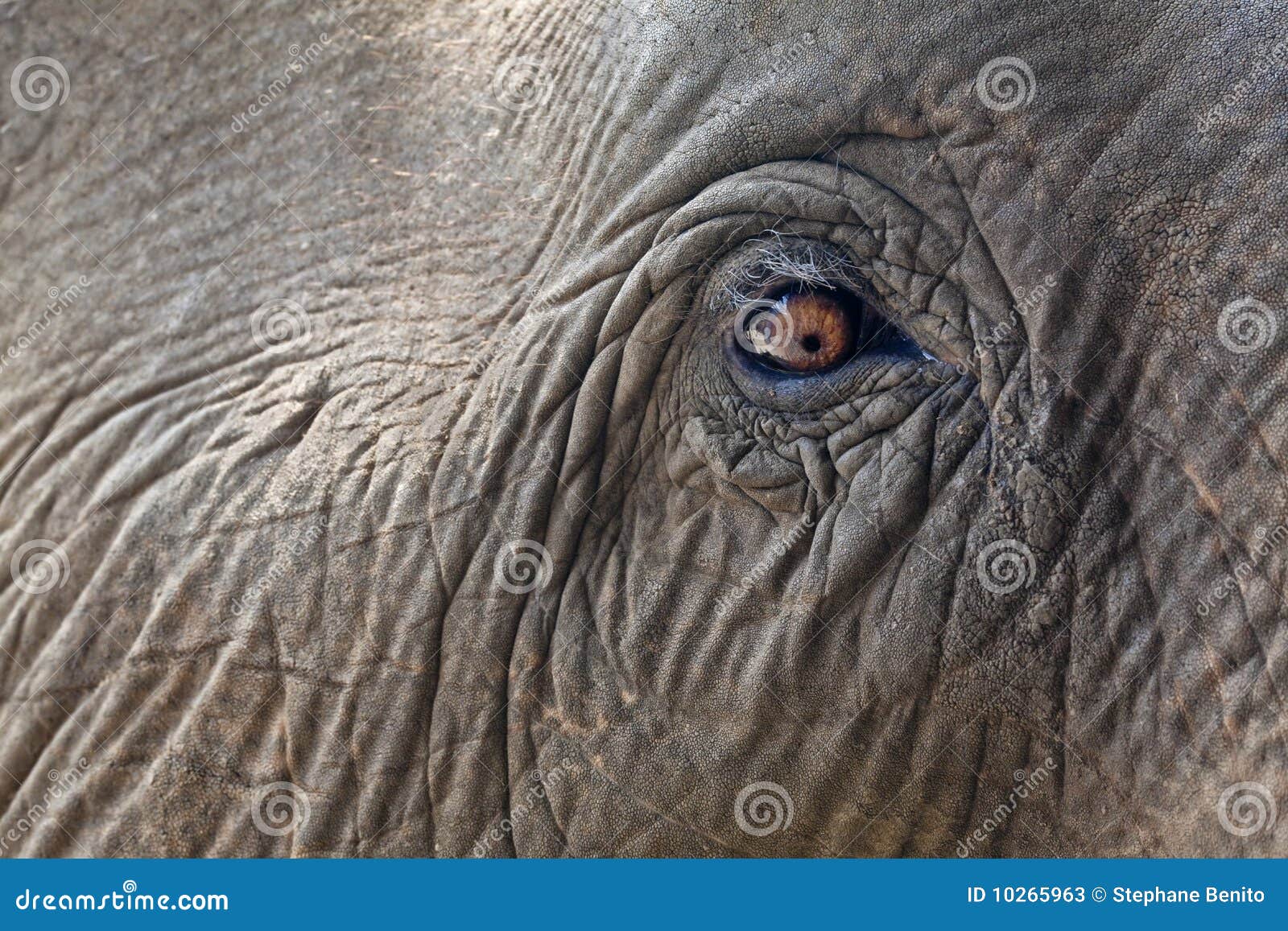 Close-up elephant eye. stock image. Image of grey, wild - 10265963