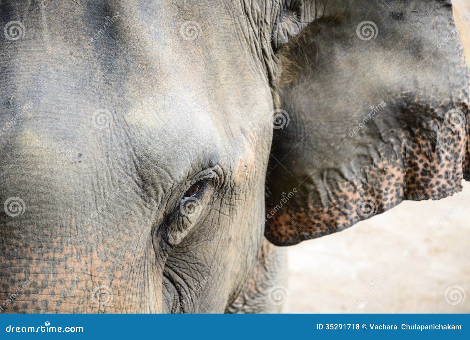 Close up Elephant face stock photo. Image of trunk, giant - 35291718