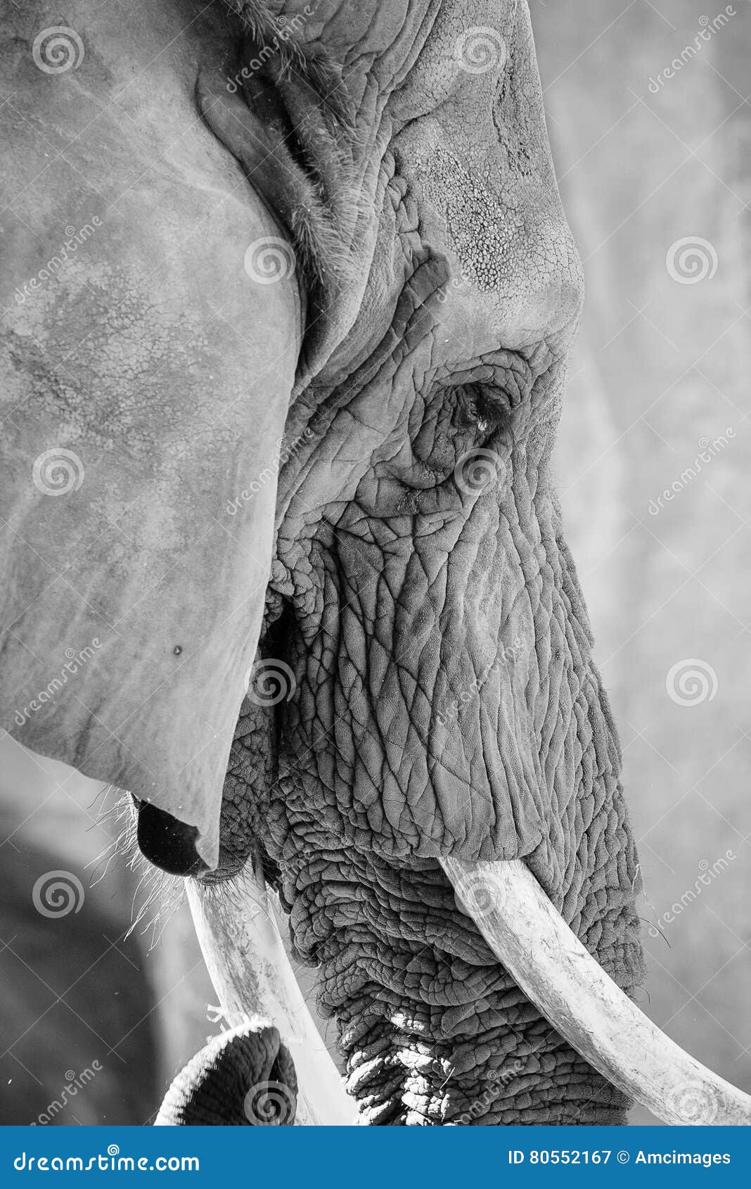 Close up of elephant face stock image. Image of animals - 80552167