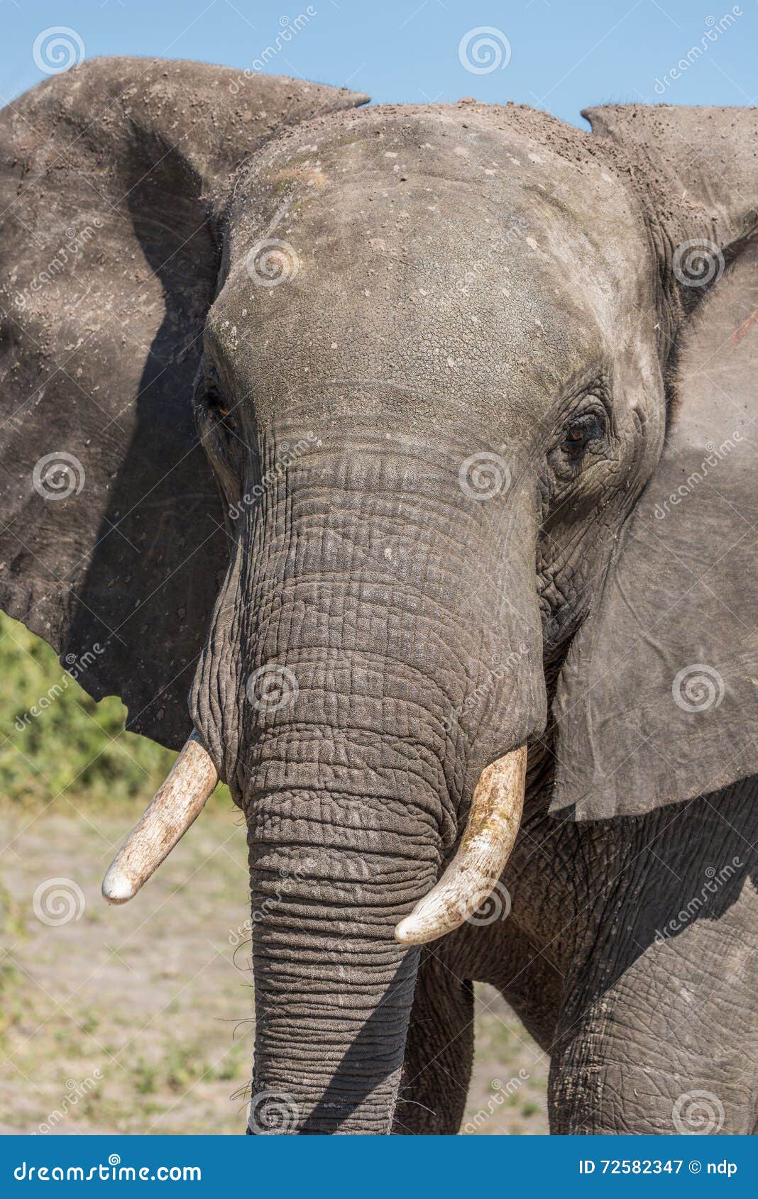 Close-up of Elephant Facing Camera in Sunshine Stock Image - Image of ...