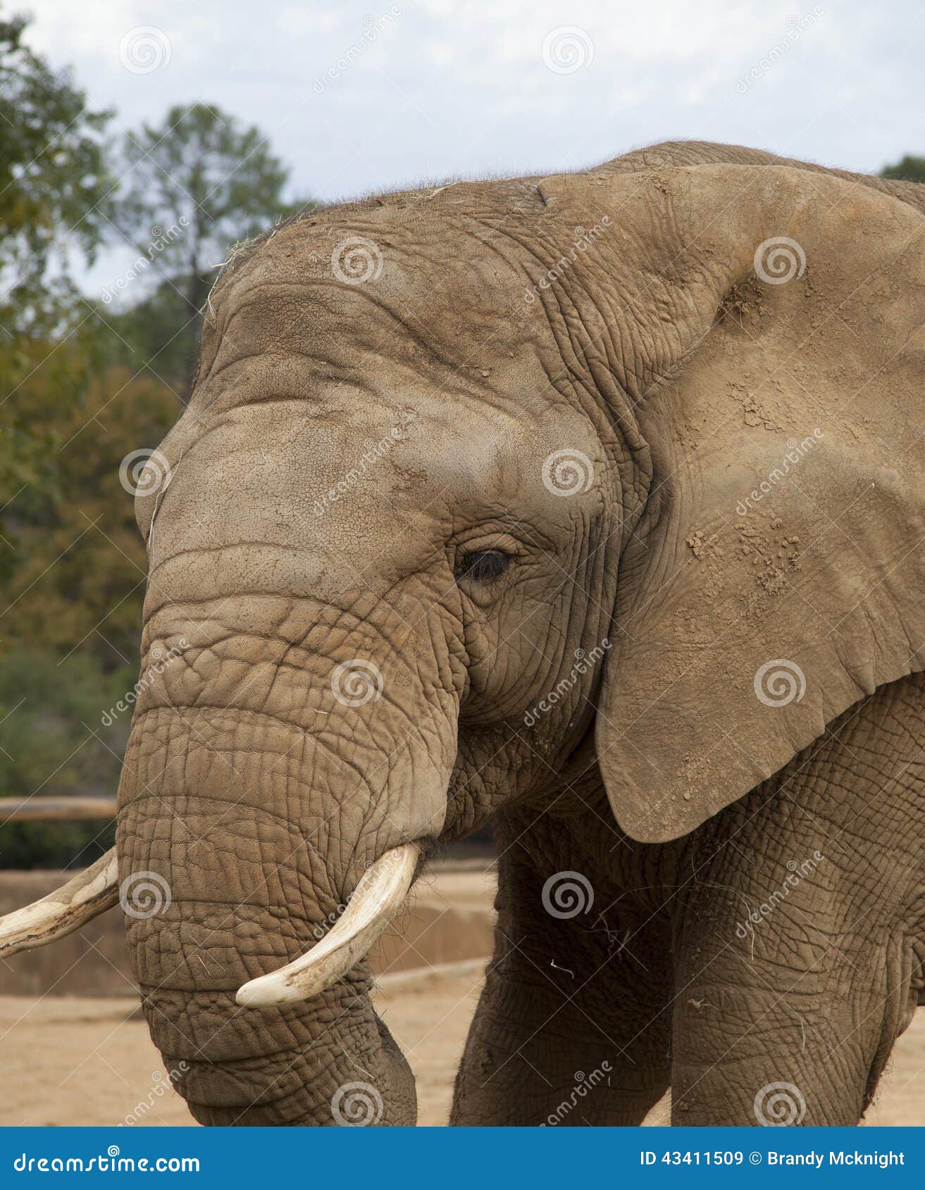 Close up of elephant stock image. Image of loxodonta - 43411509