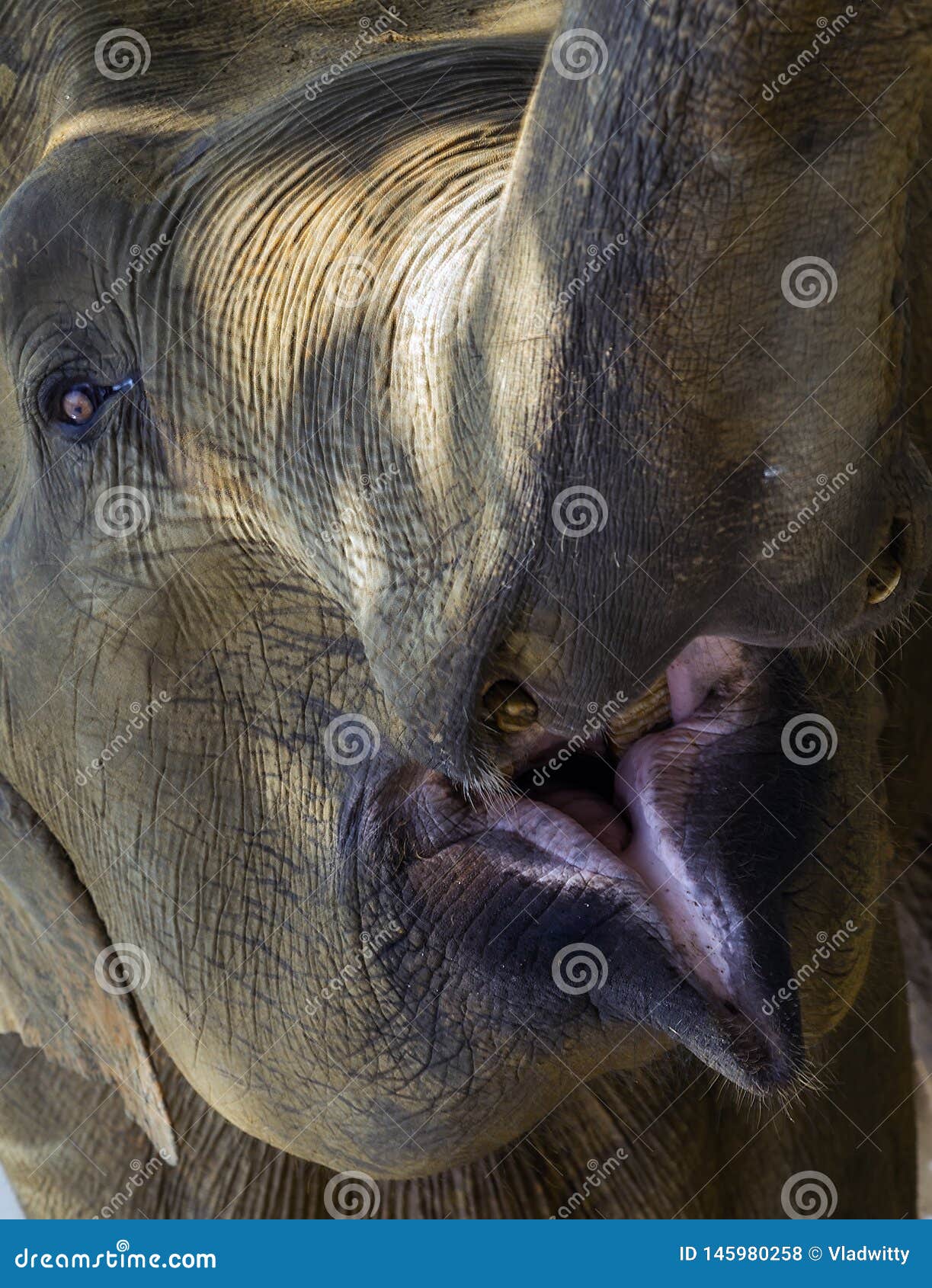 Close Up of Elephant Mouth Open and Trunk Stock Photo - Image of ...