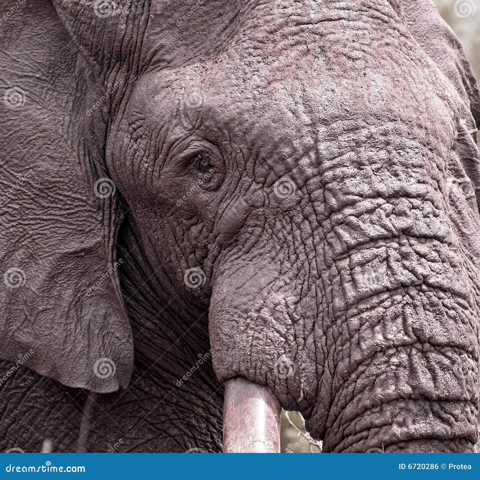 Close-up of an Elephant S Head Stock Photo - Image of skin, reserve ...