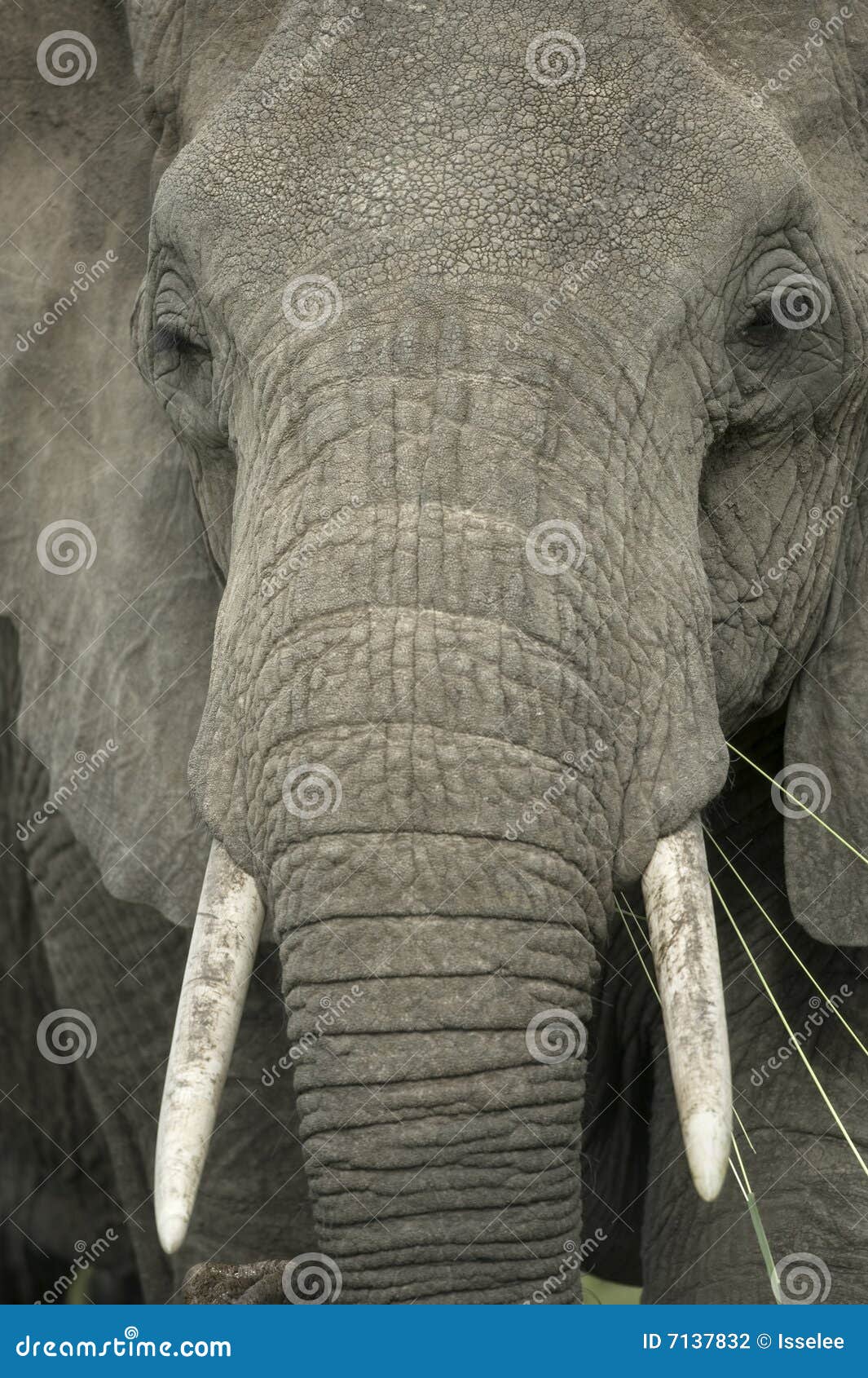 Close-up on a Elephant S Head Stock Photo - Image of reserve, trunk ...
