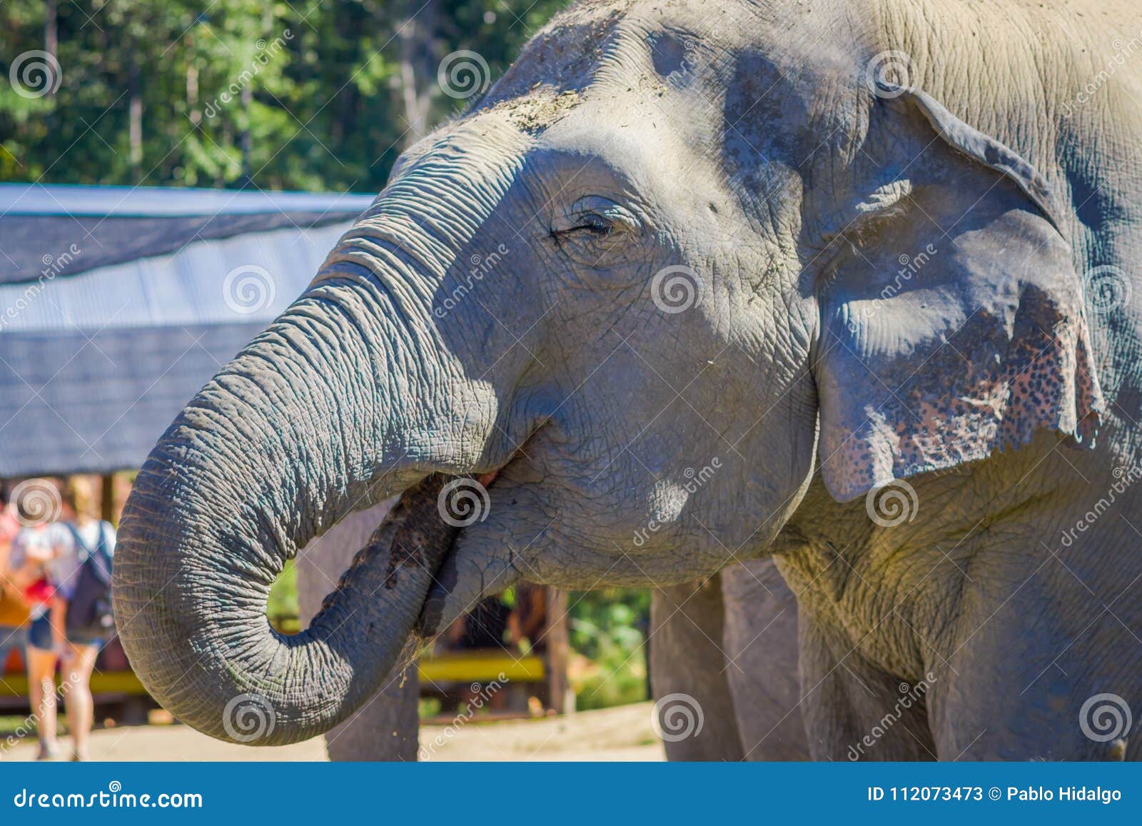 Close Up of Elephant S Head with His Trunk Inside of the Mouth in the ...