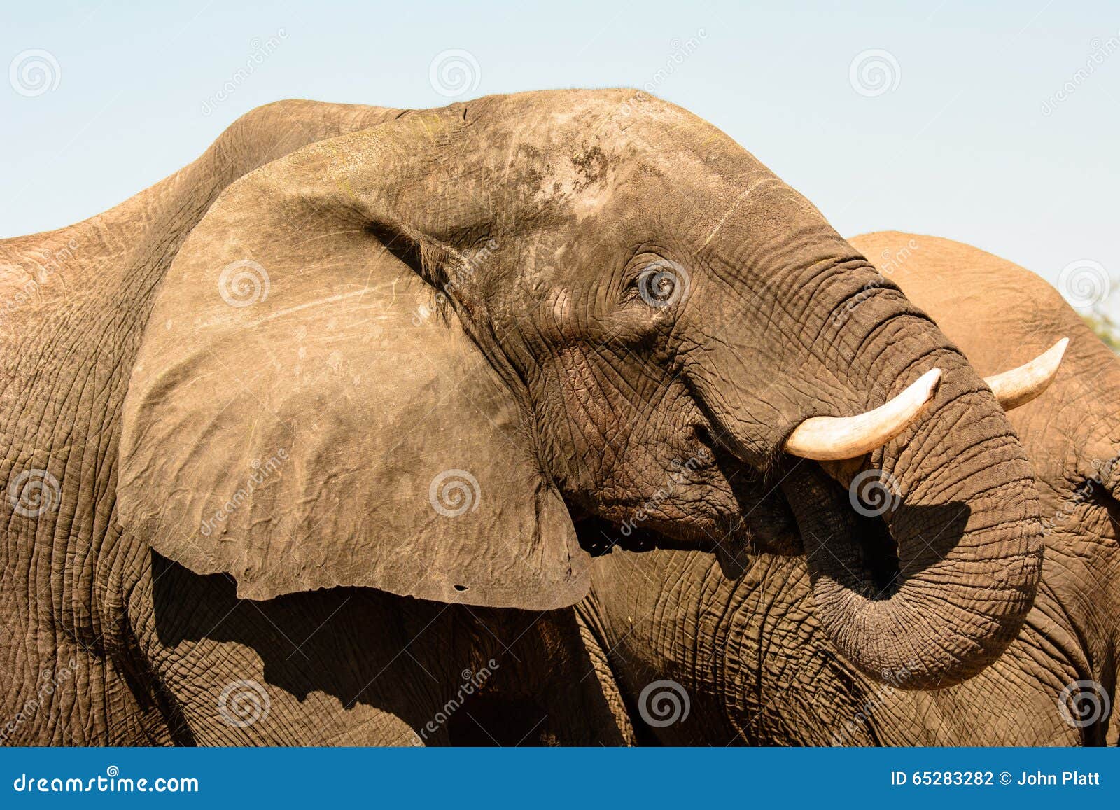Close Up of an Elephant S Head Stock Photo - Image of elephant, safari ...