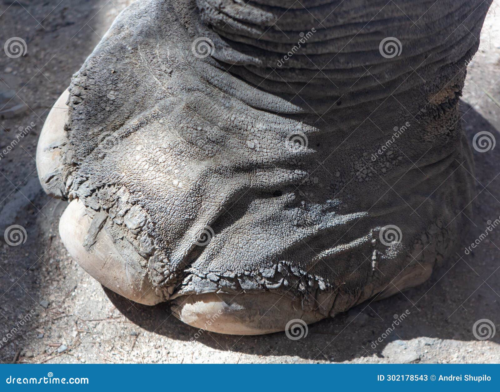 Close-up of an Elephant S Leg Stock Image - Image of elephant, close ...