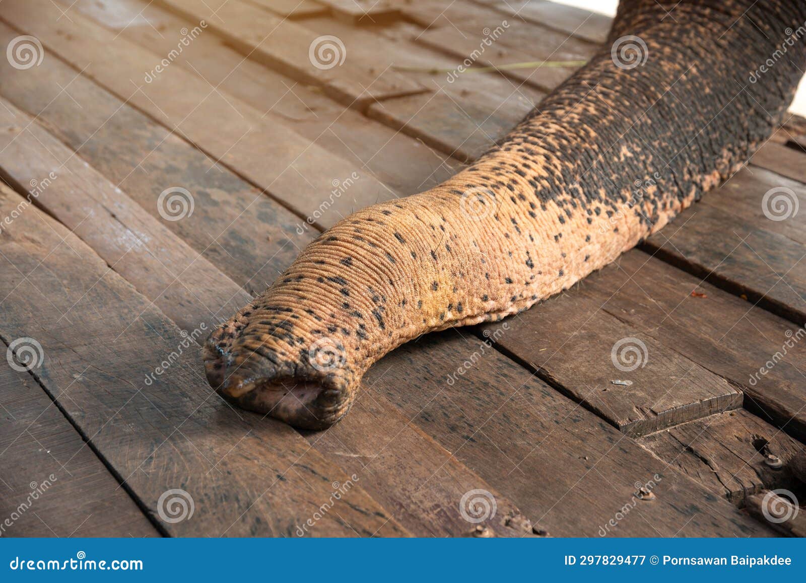 Close Up of the Elephant S Trunk, Stock Image - Image of animal, baby ...