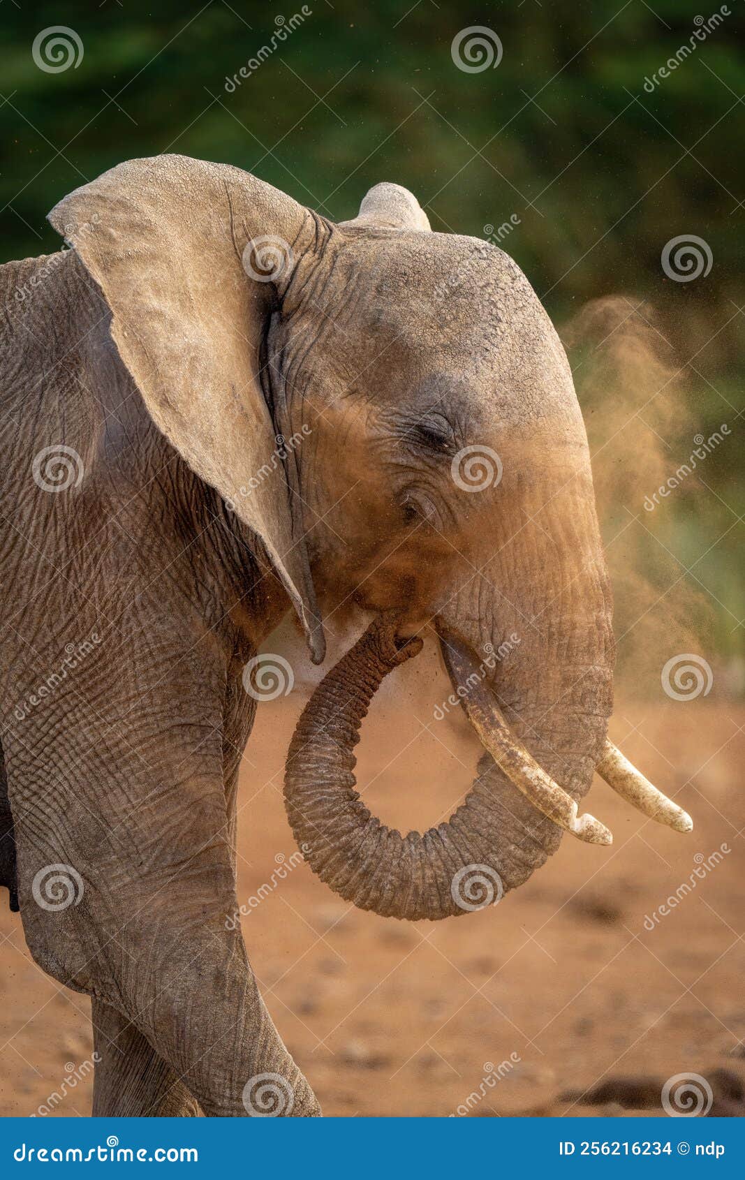 Close-up of Elephant Squirting Dust Over Head Stock Photo - Image of ...