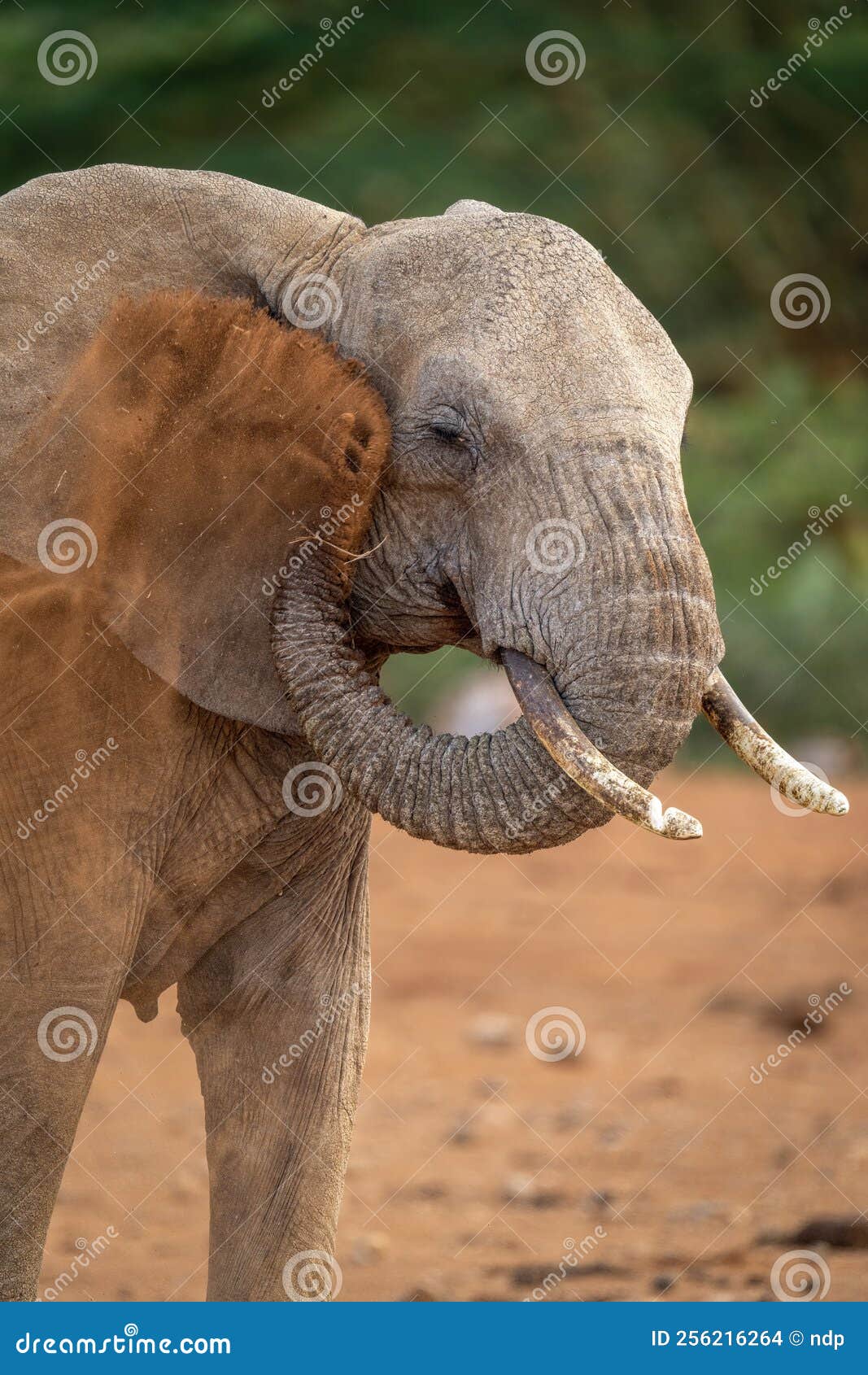 Close-up of Elephant Throwing Dust Over Head Stock Photo - Image of ...