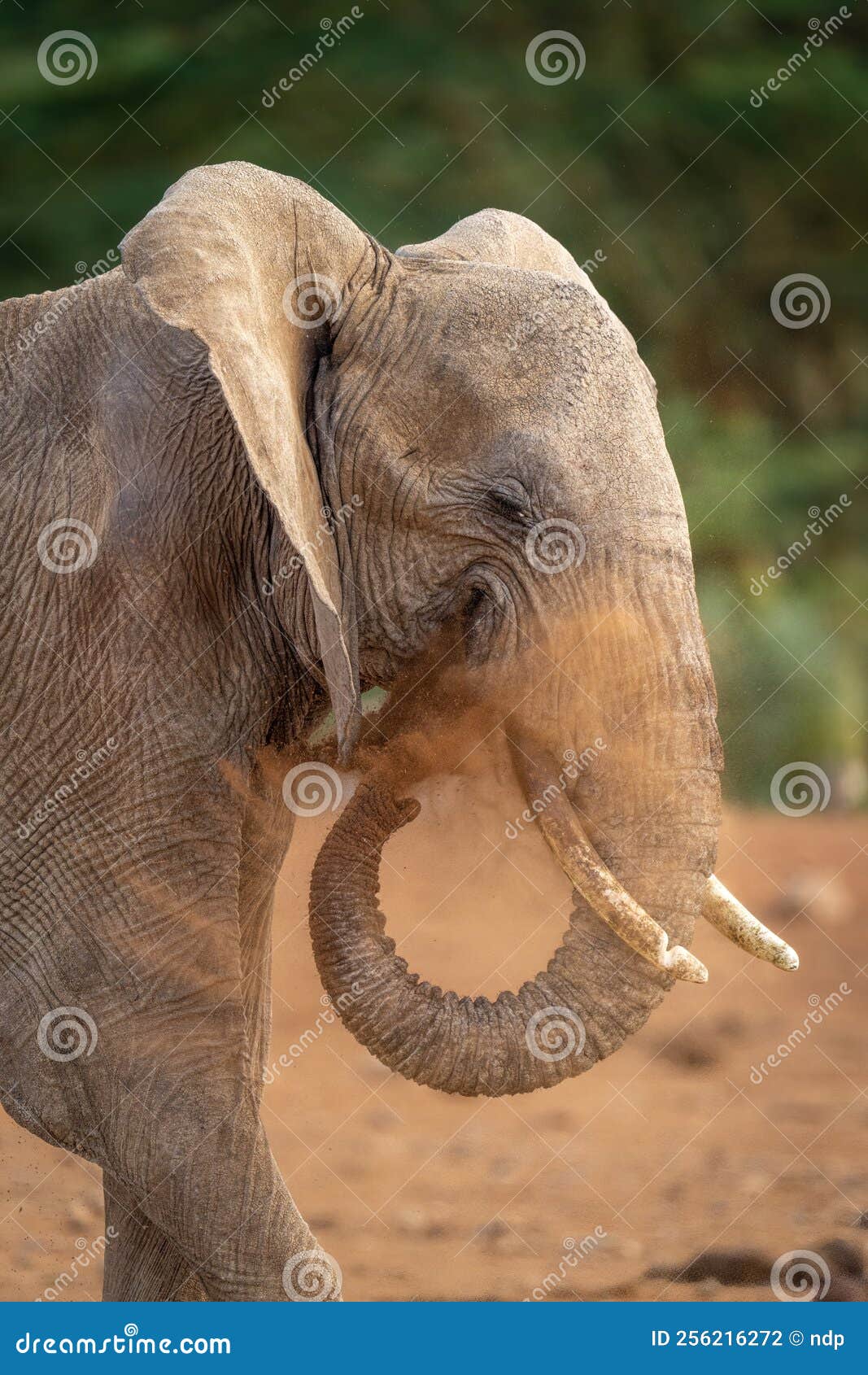Close-up of Elephant Throwing Dust with Trunk Stock Photo - Image of ...
