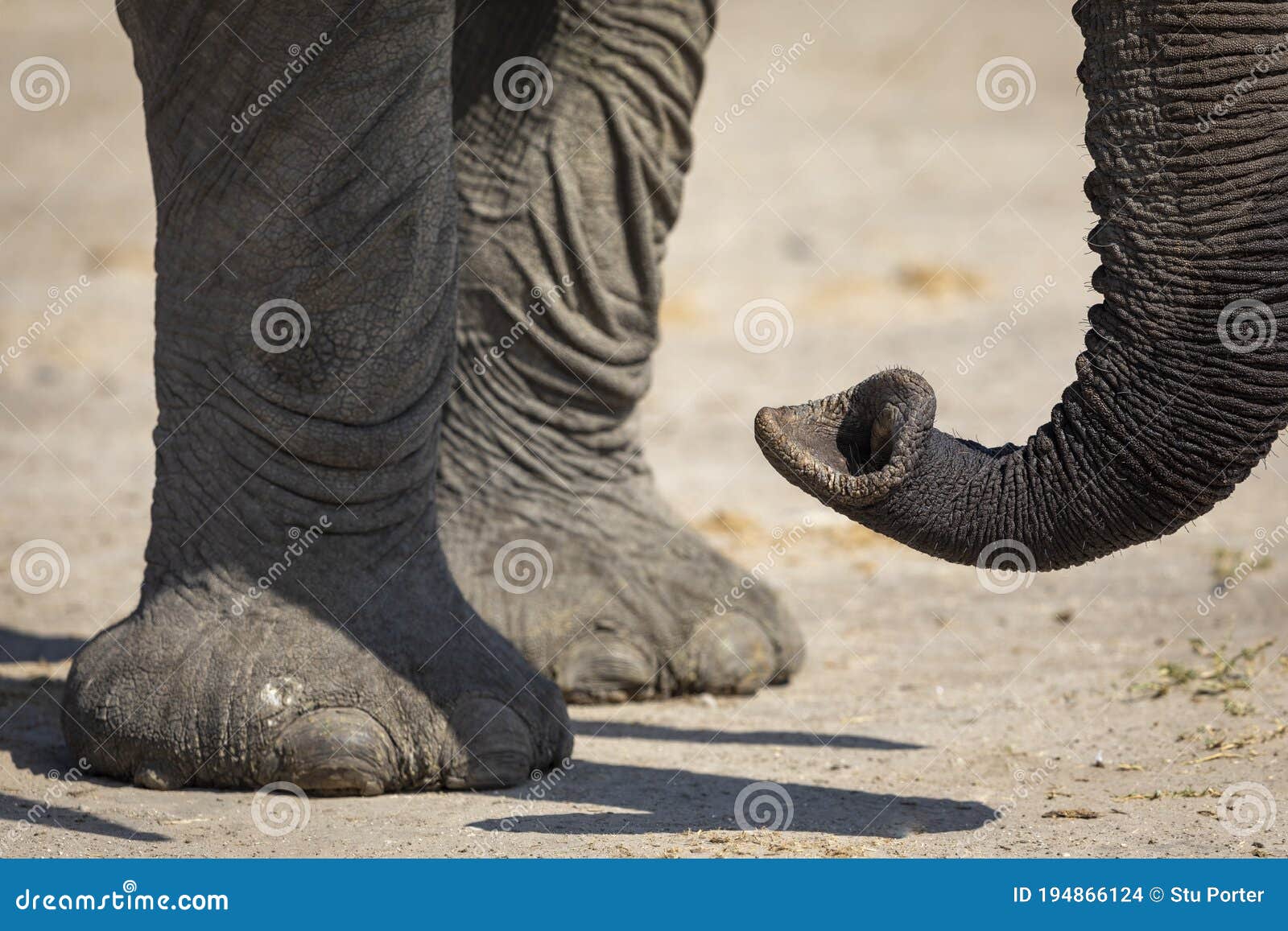 Close Up on Elephant Trunk and Feet Standing in Savuti in Botswana ...