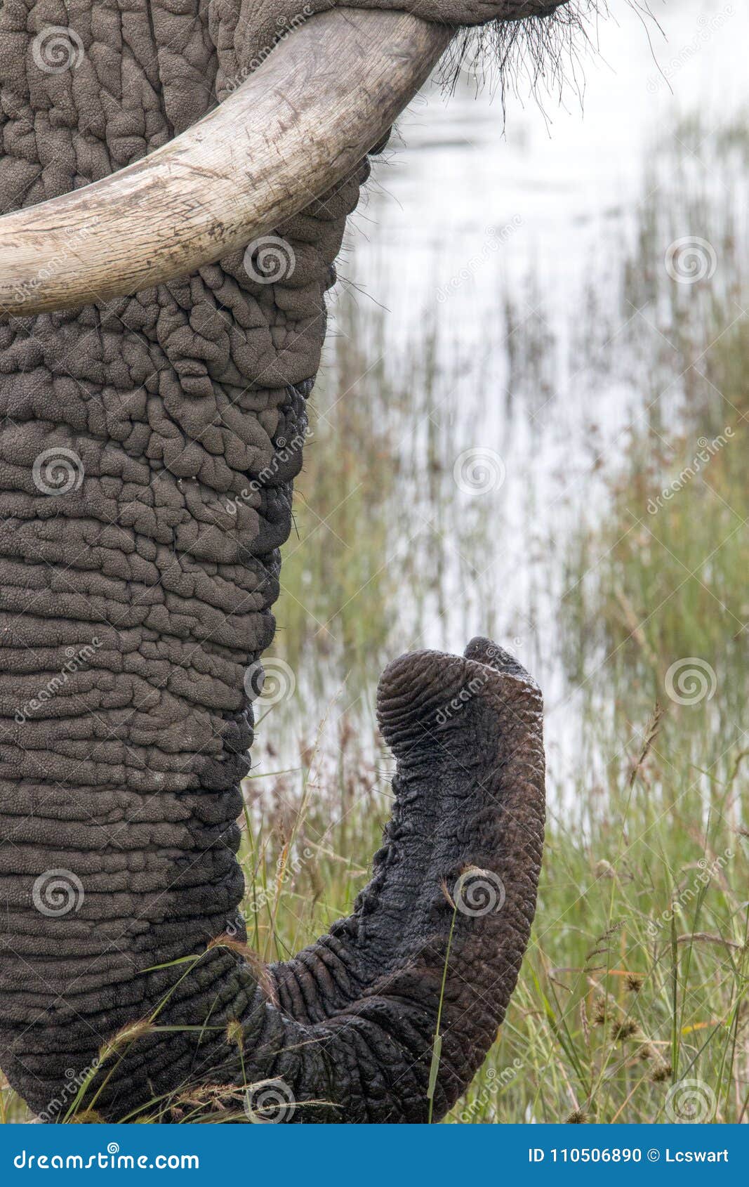 Close Up of Elephant Tusk Trunk Pattern and Texture Stock Photo - Image ...
