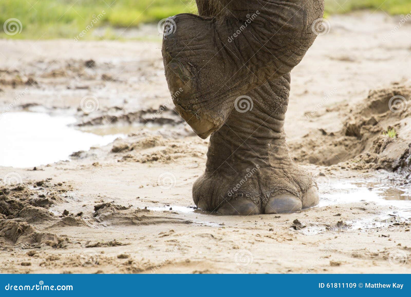 Close up of elephants foot stock image. Image of freedom - 61811109