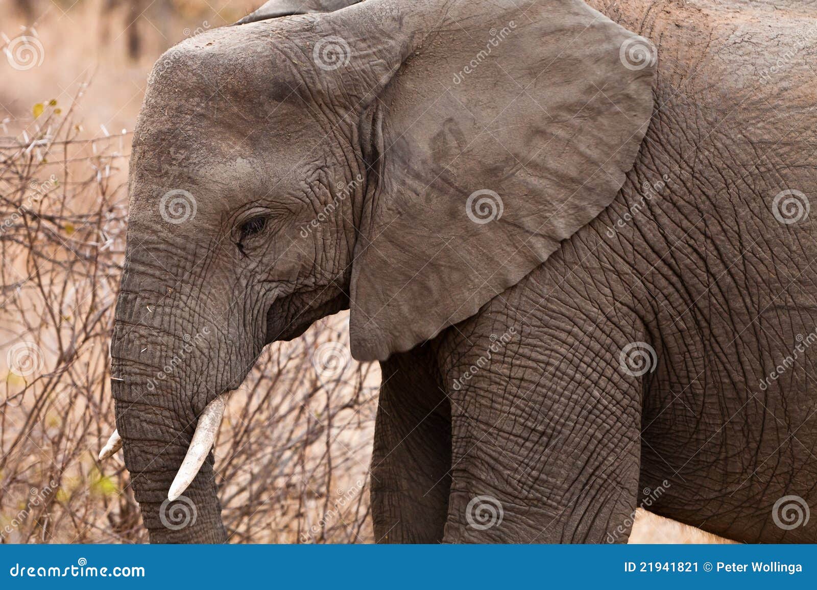 Close Up of an Elephants Head Stock Image - Image of grass, south: 21941821