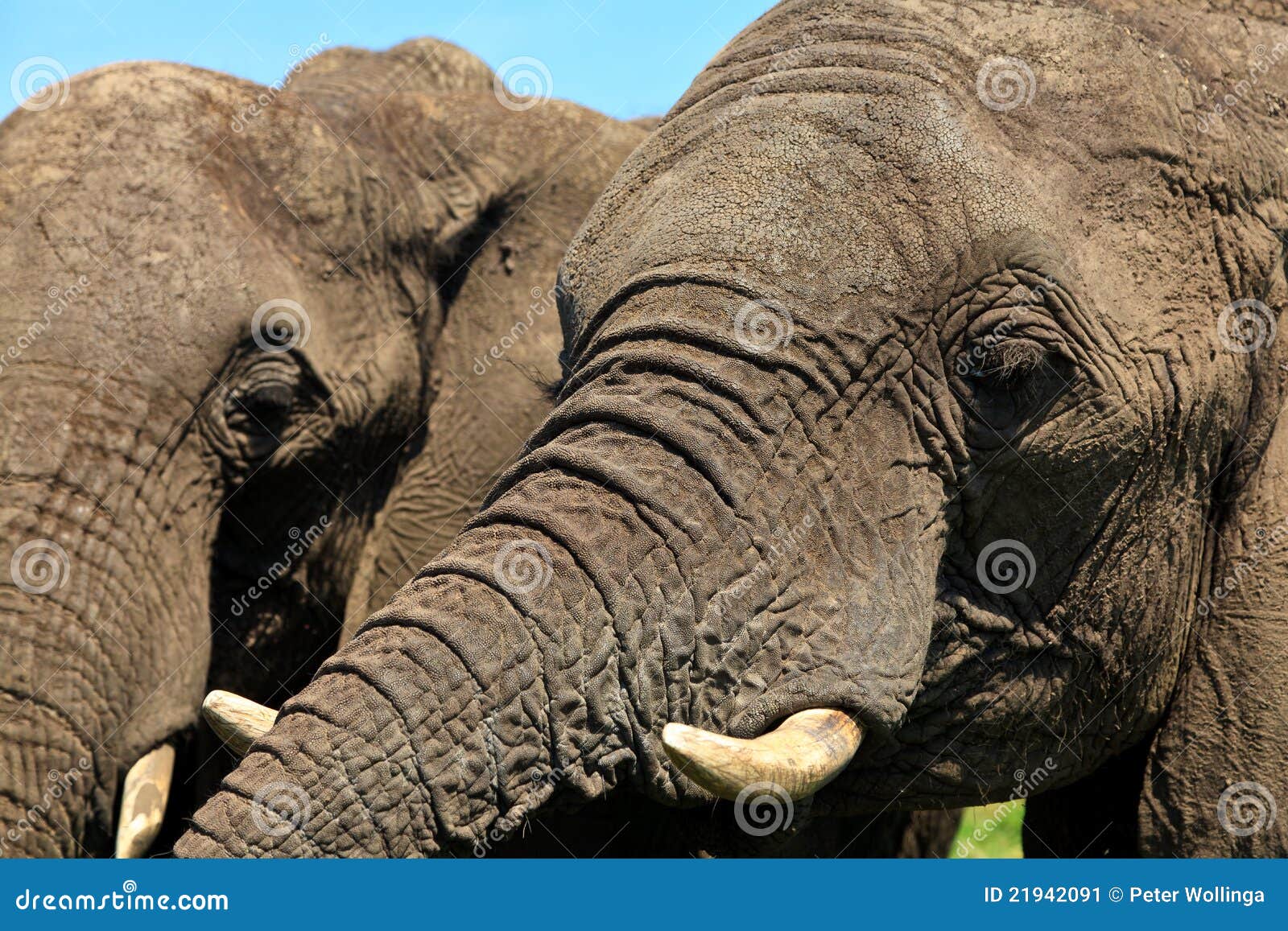 Close Up of an Elephants Head Stock Image - Image of national, park ...