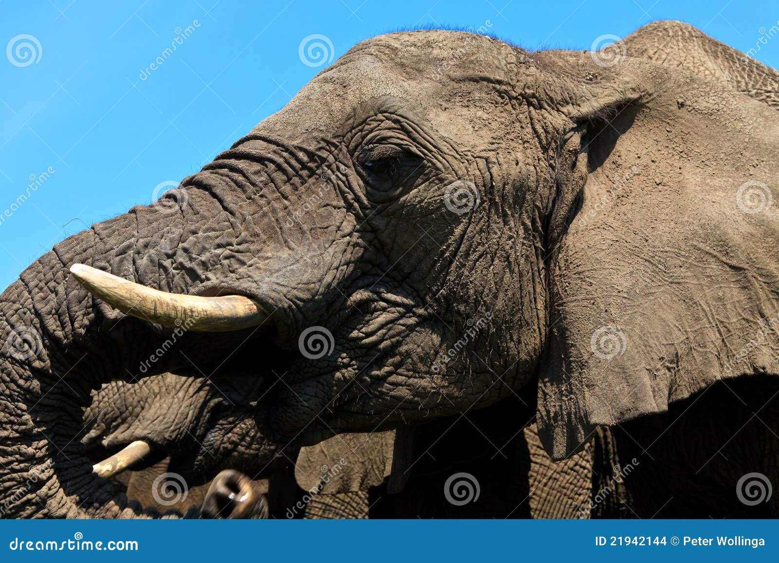 Close Up of an Elephants Head Stock Photo - Image of serengeti, south ...