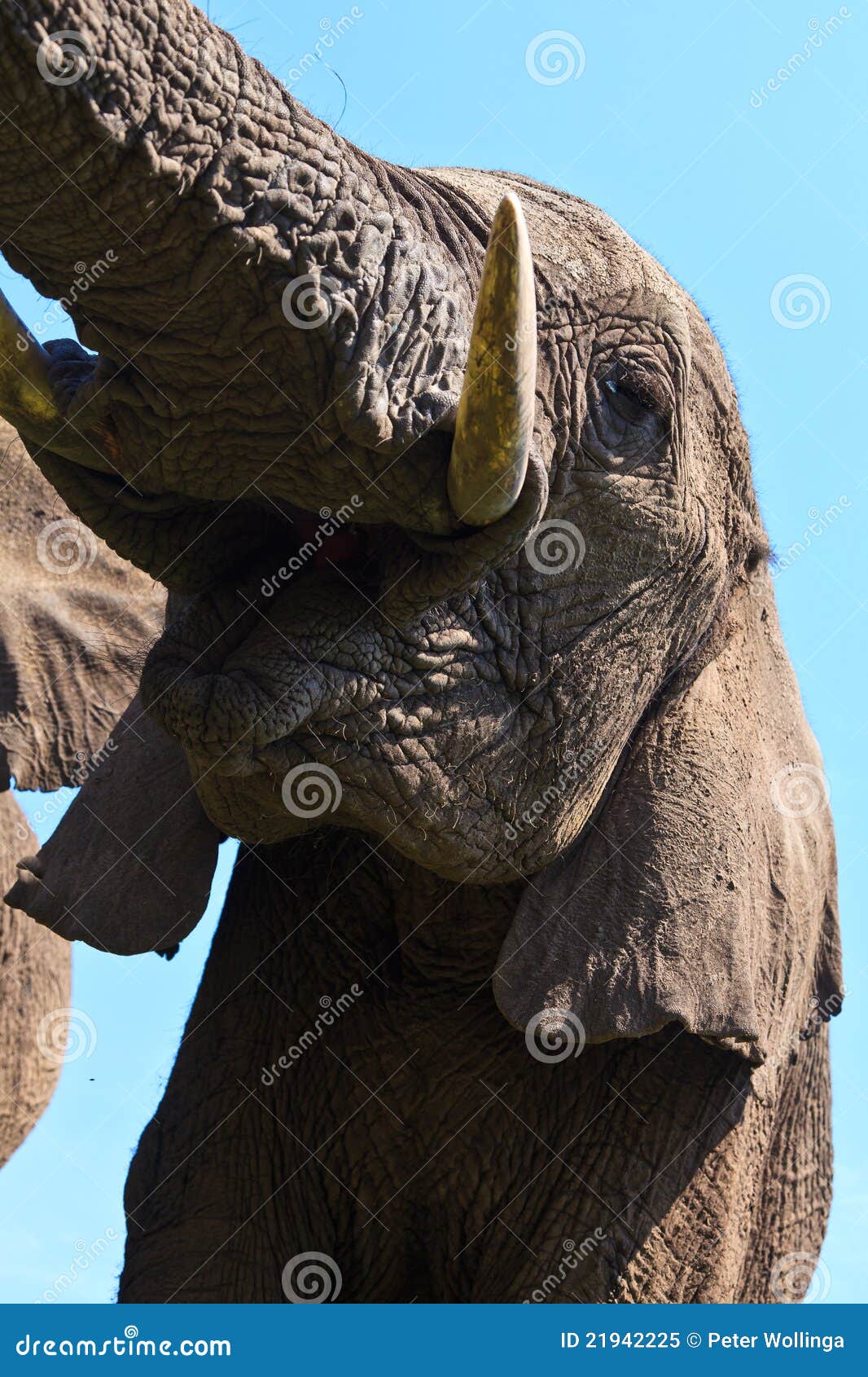 Close Up of an Elephants Head Stock Image - Image of five, africa: 21942225