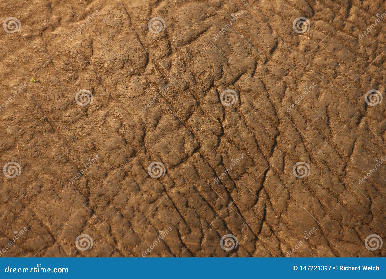 Close Up of an Elephants Hide Stock Image - Image of mammal, abstract ...