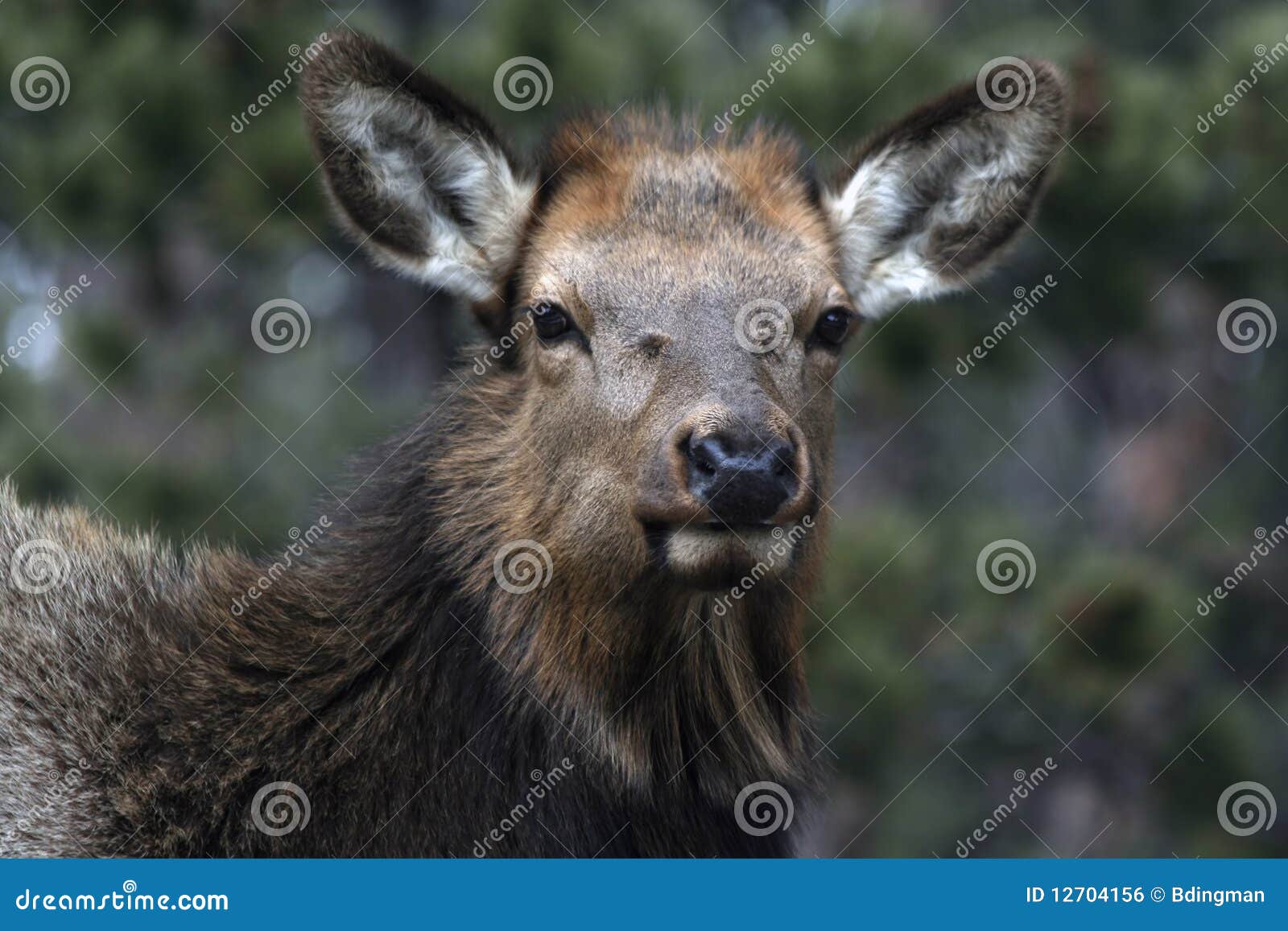 Close Up of an Elk stock photo. Image of mountain, antler - 12704156