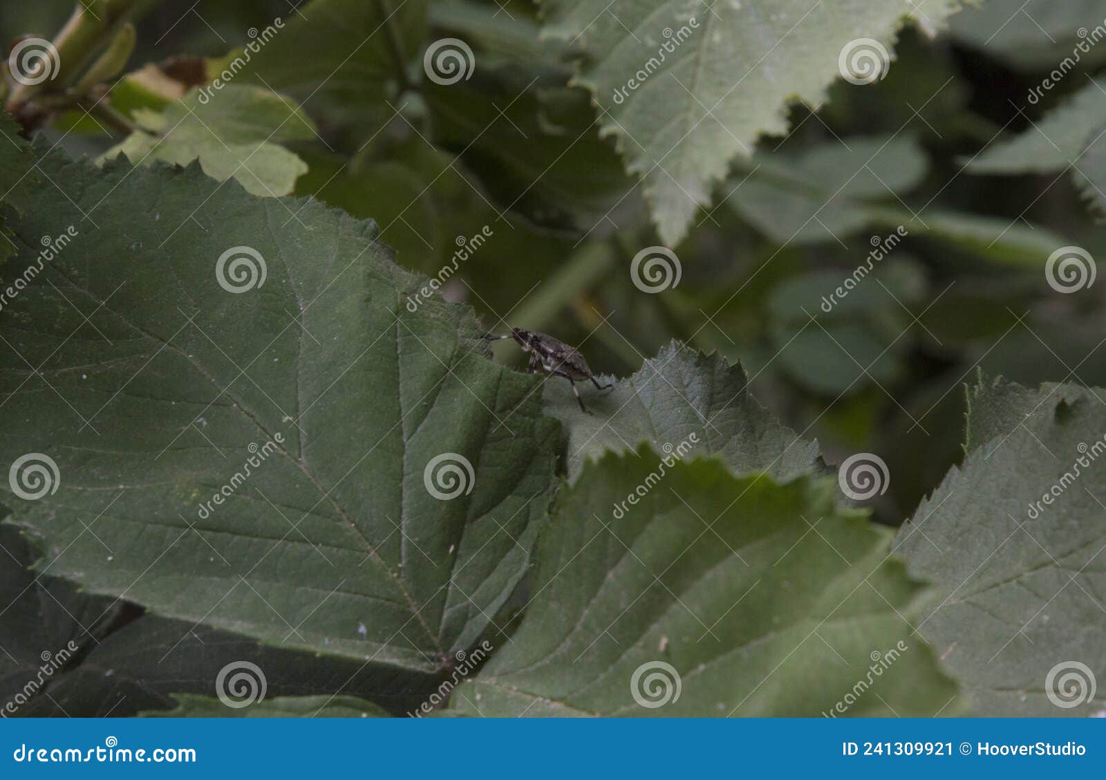 Close-up: Elmleaf Blackberry with Brown Marmorated Stink Bug on it ...