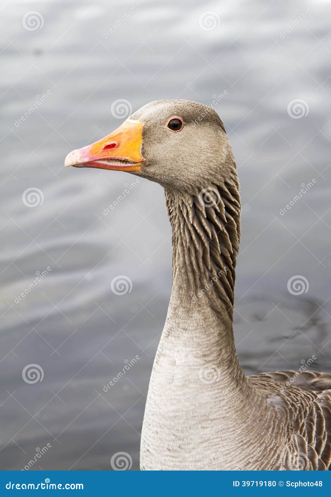 Close up Embden goose stock photo. Image of embden, farming - 39719180