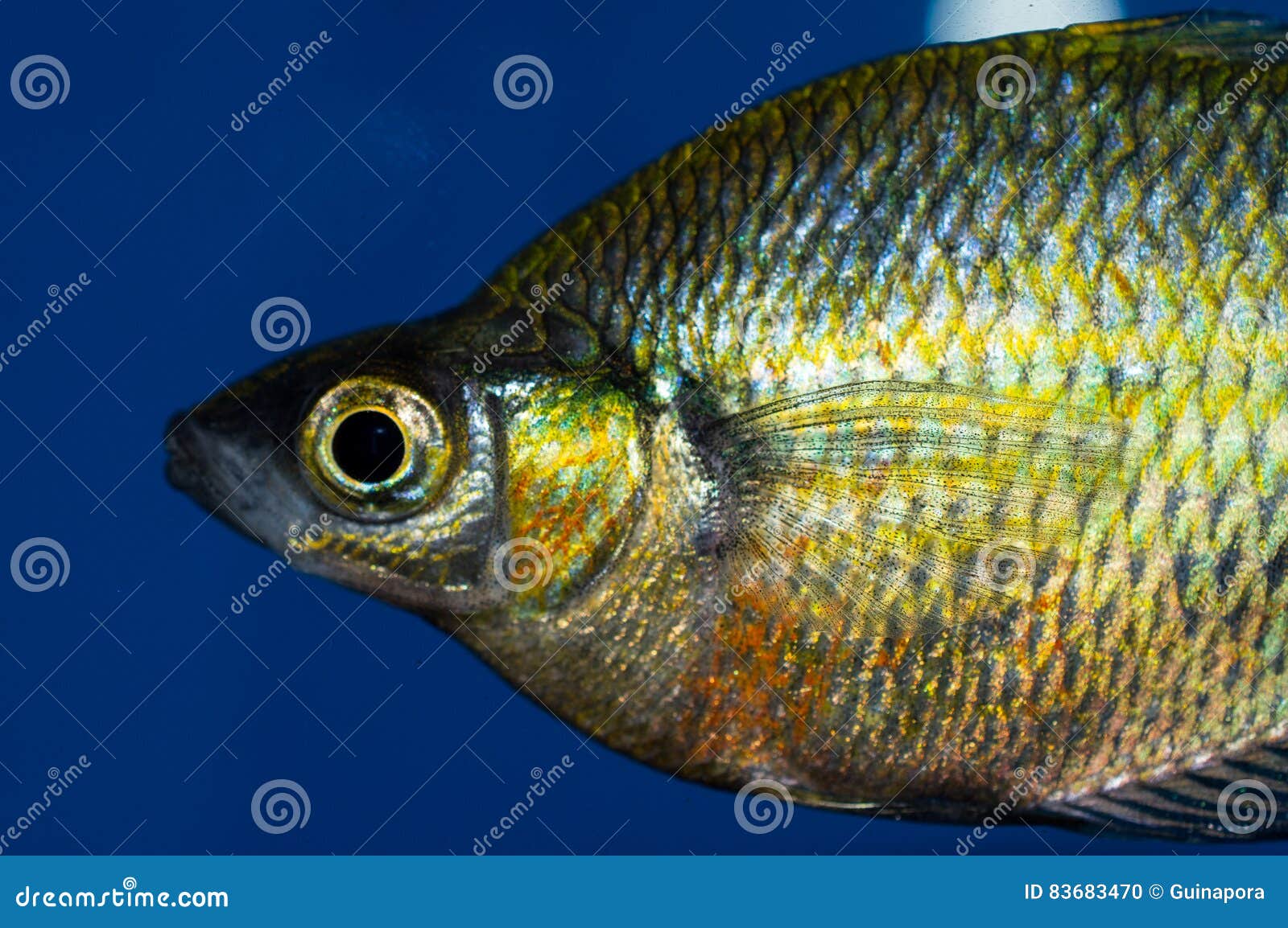 Close Up Emerald Rainbowfish Stock Photo - Image of side, aquarium ...