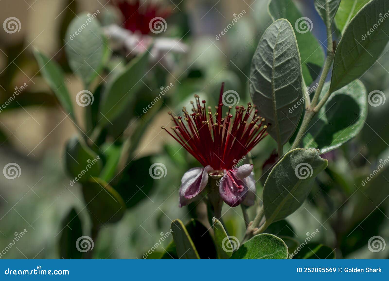 Close-up of Emerging Stamens of Callistemon Flower Stock Image - Image ...