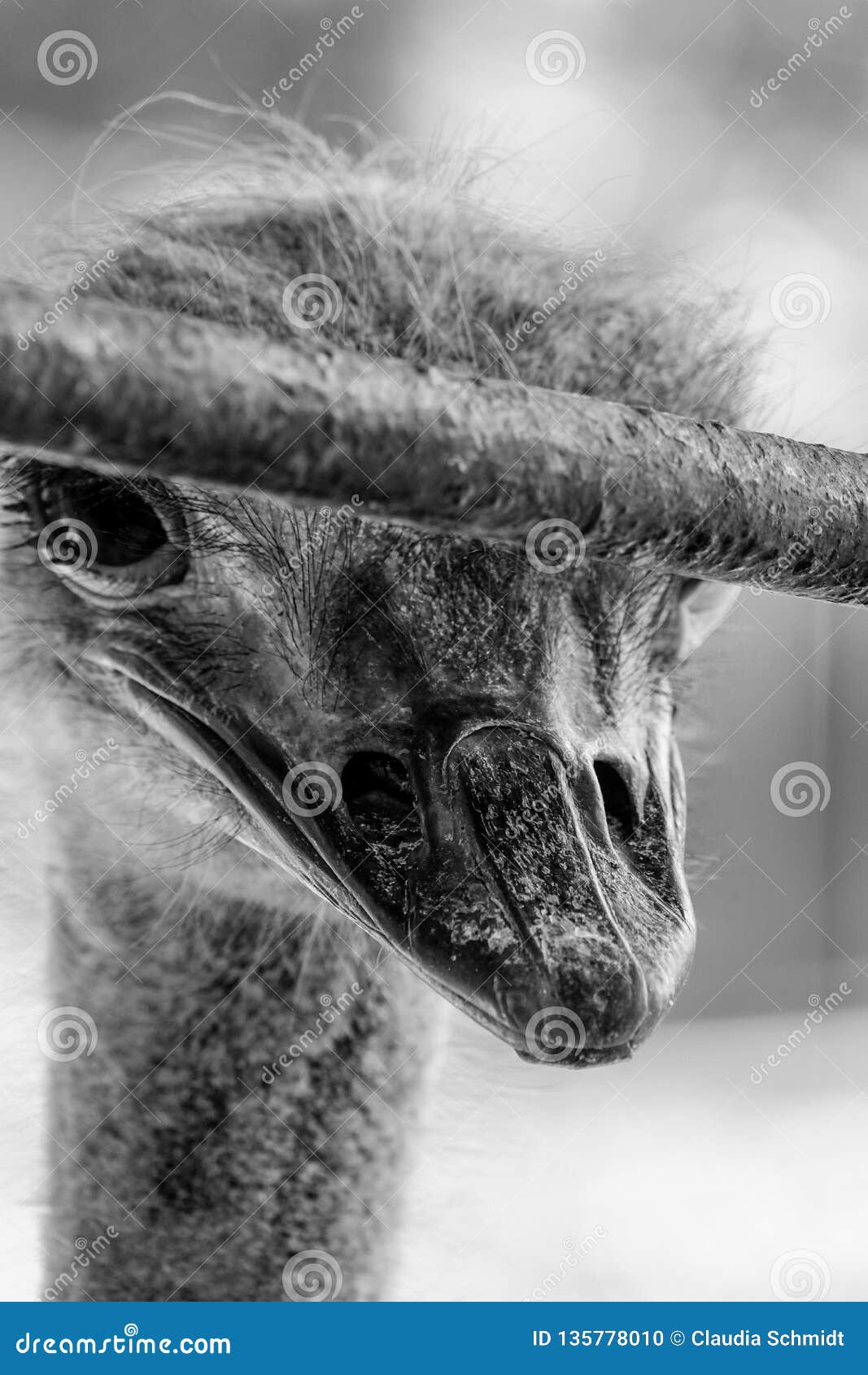 Close-up on emprisoned Emu stock photo. Image of head - 135778010