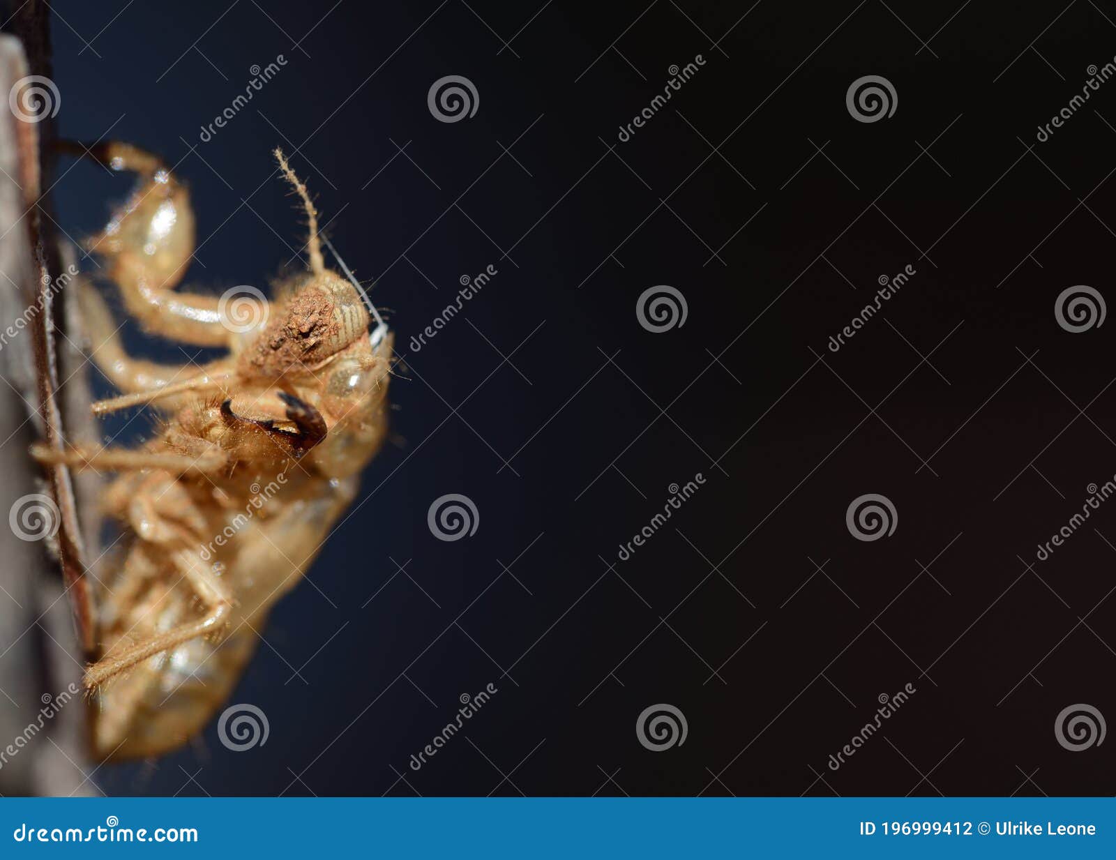 Close-up of the Empty Chitin Shell of an Insect, Which Hangs on a Tree ...