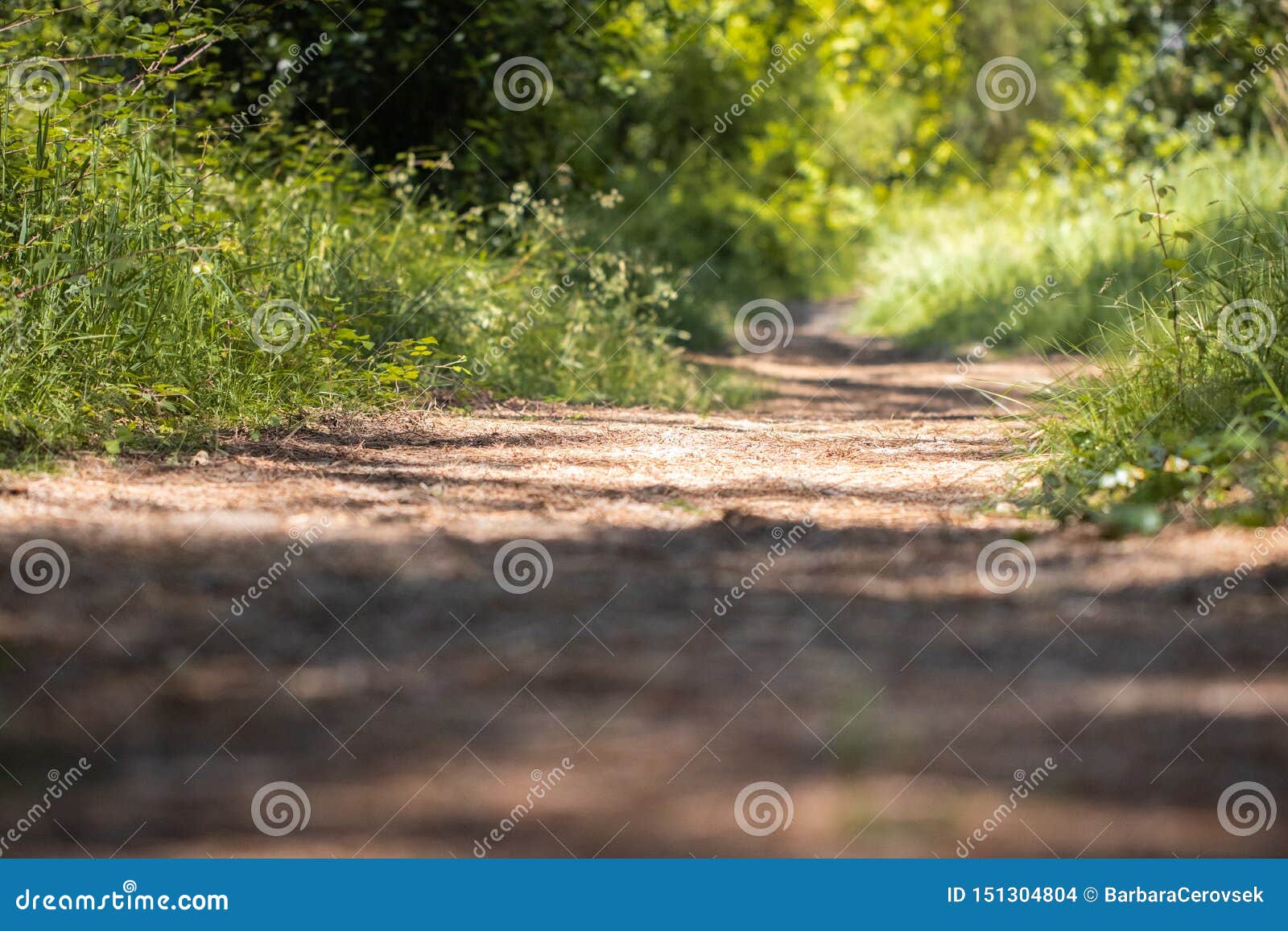 Close Up on Empty Forest Path with Copy Space Stock Photo - Image of ...