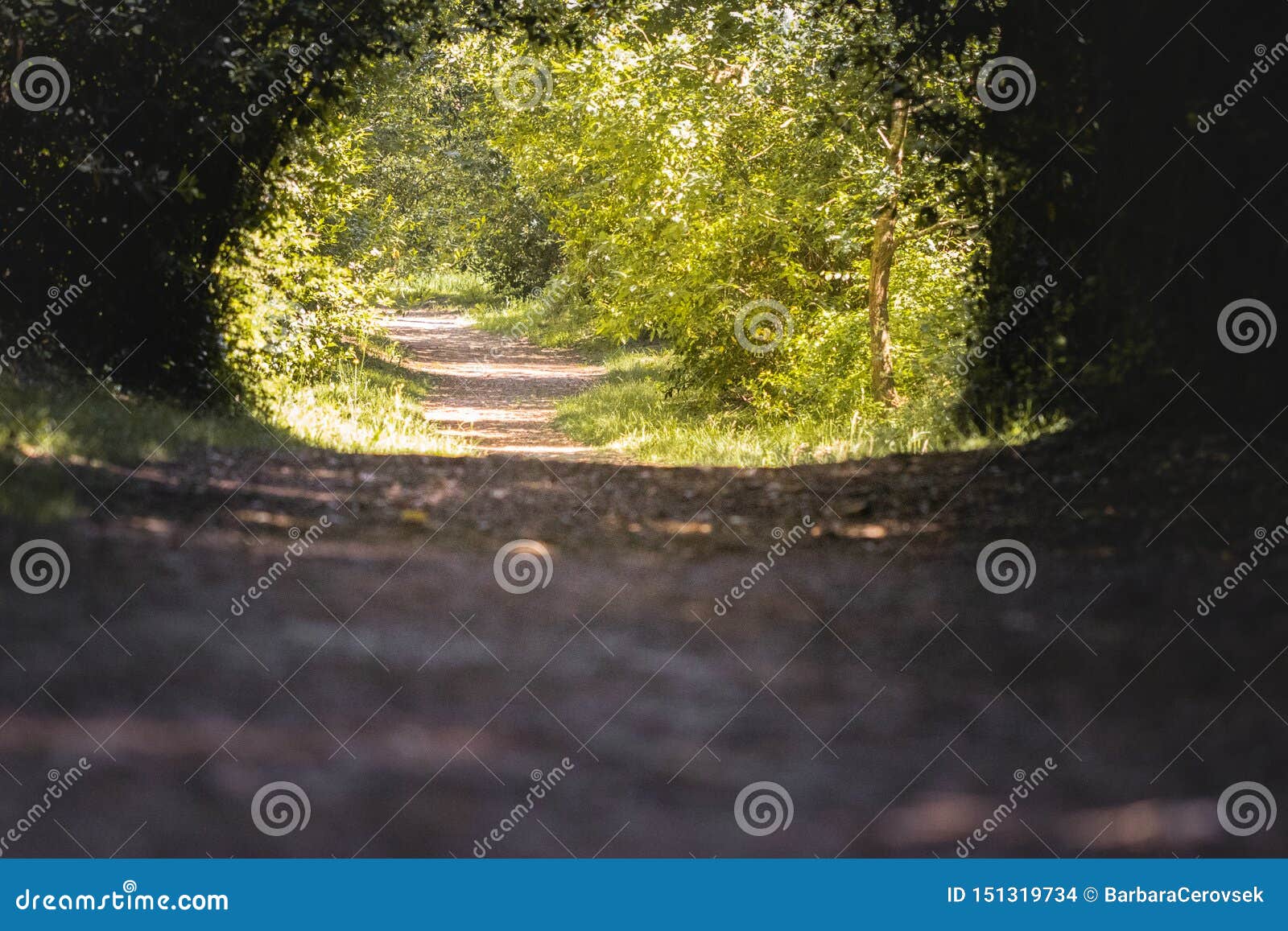 Close Up on Empty Forest Path, Light in the End of the Tunnel Style ...