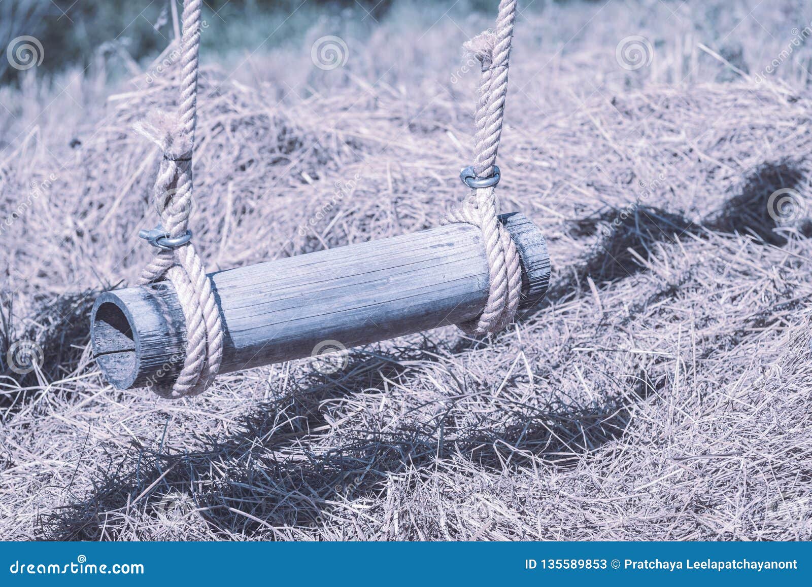 Empty Wooden Swing Hanging from a Large Tree with Sunlight Stock Image ...