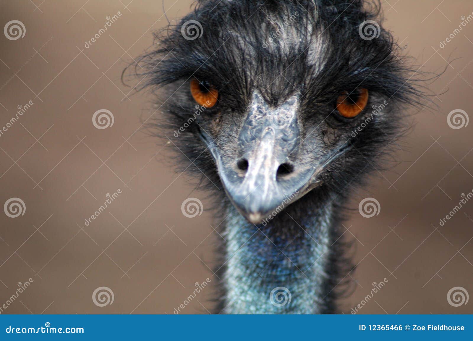 Close up of an Emu stock photo. Image of conservation - 12365466