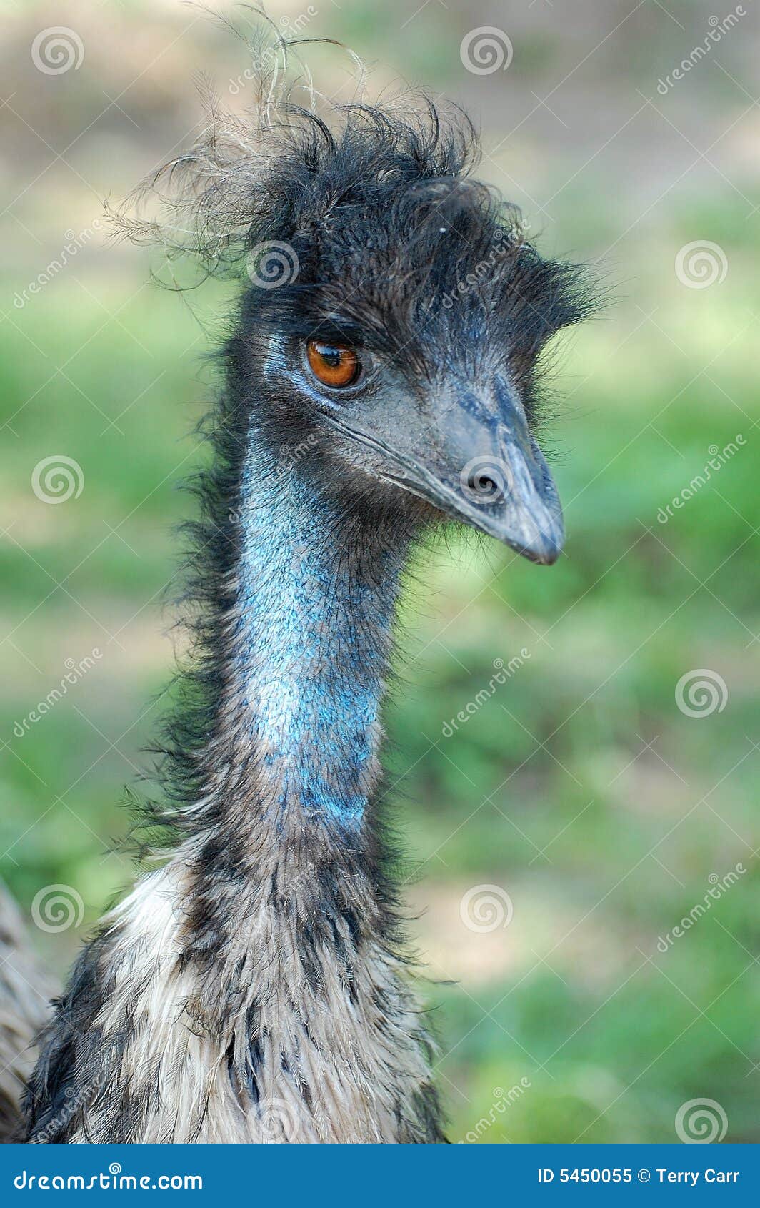 Close up of a emu stock image. Image of animals, dromaius - 5450055