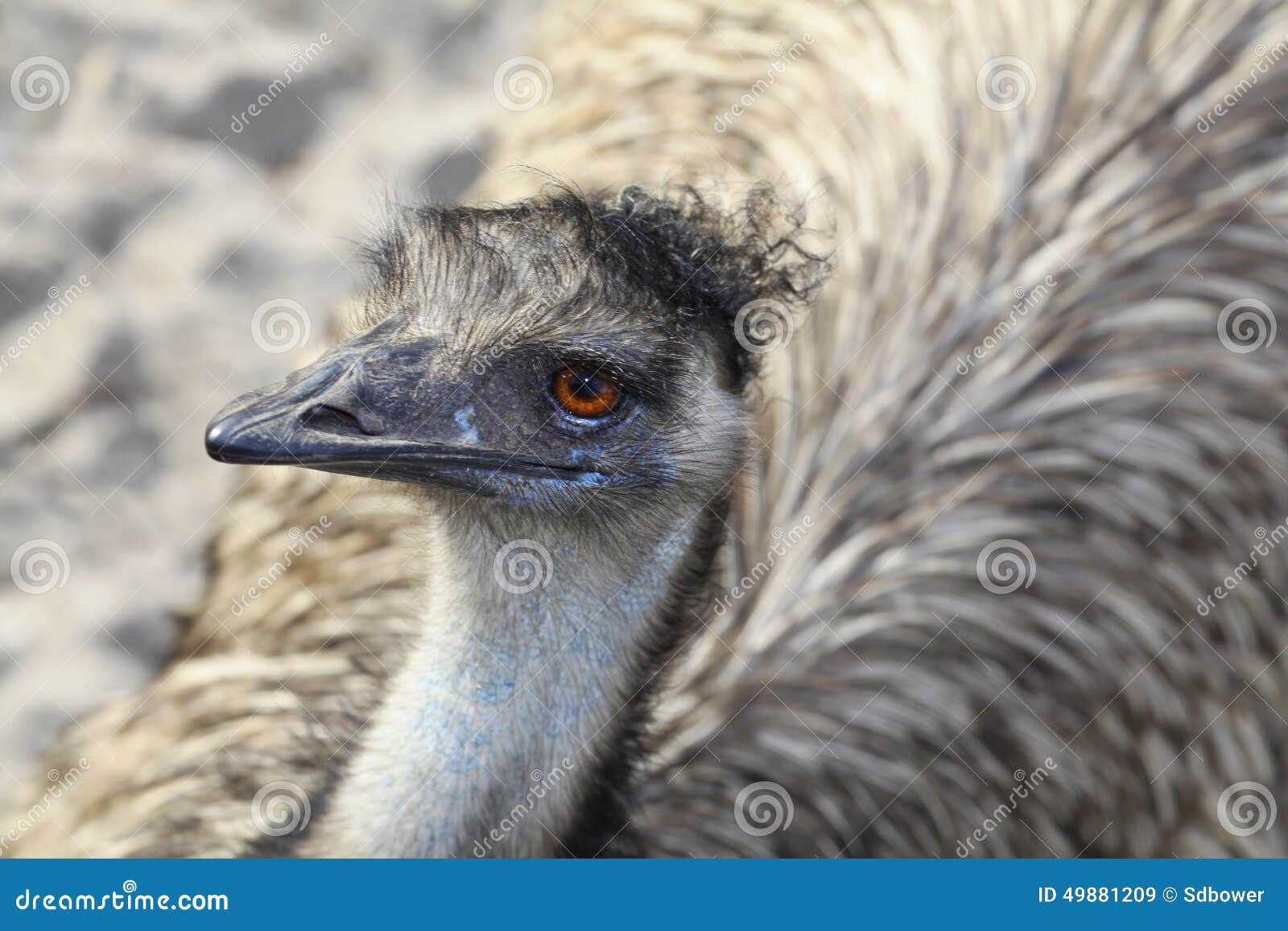 Close Up of an Emu from Above Stock Image - Image of feathers, fauna ...